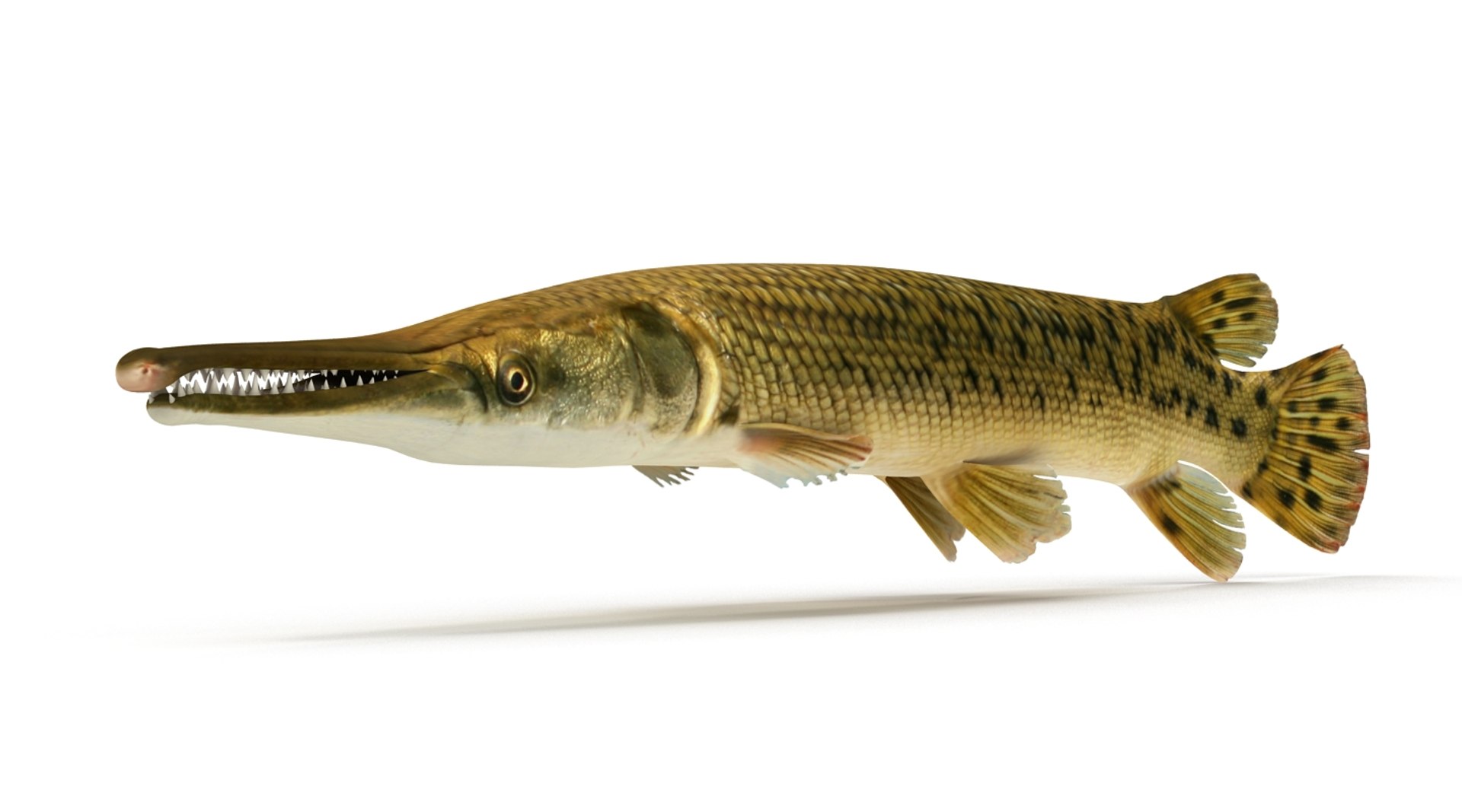 3d Aligator Gar