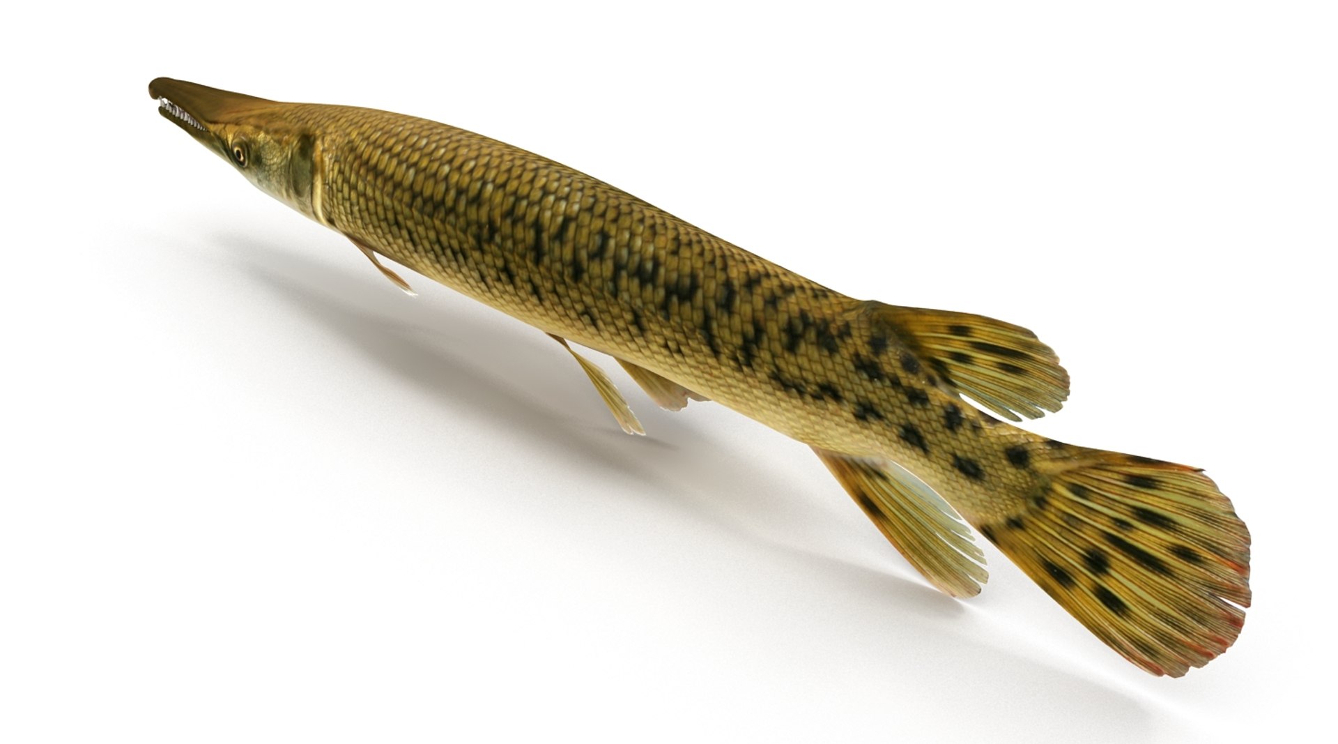3d Aligator Gar