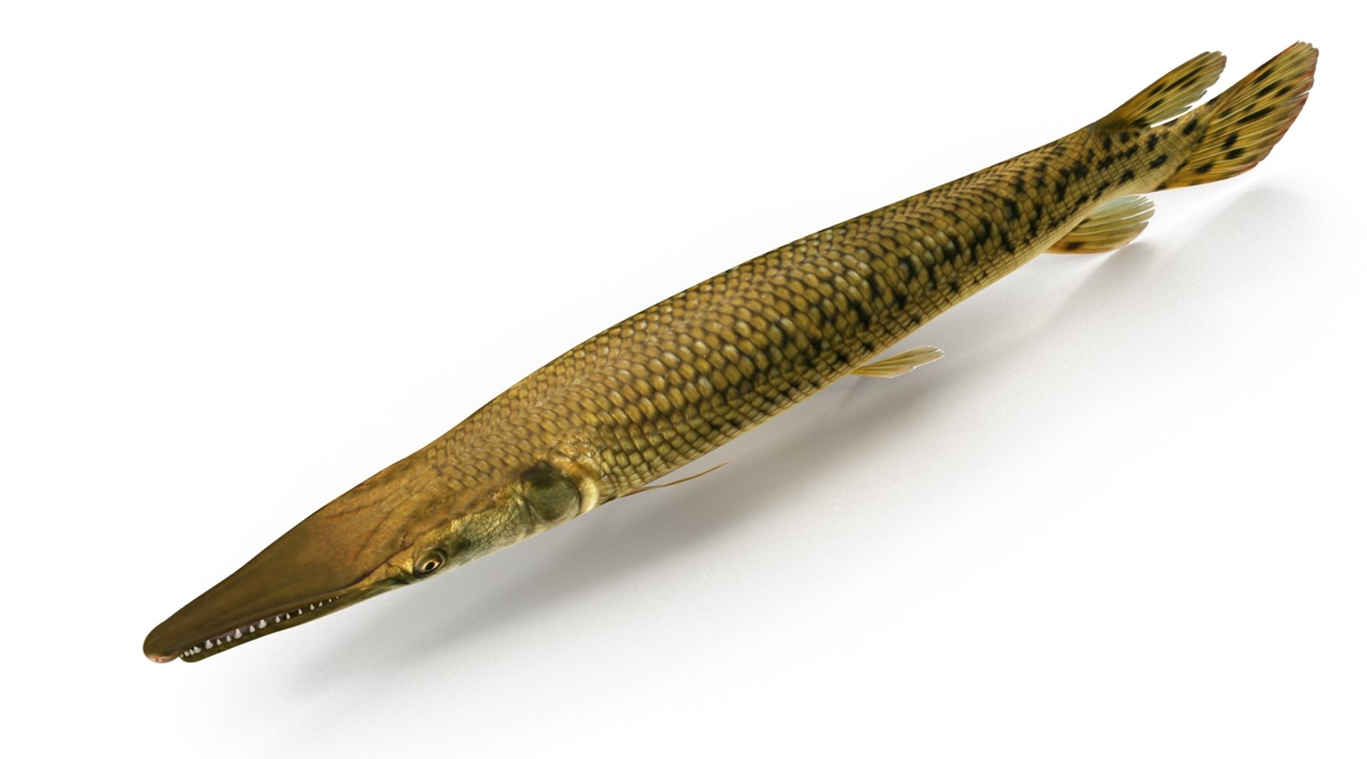3d Aligator Gar