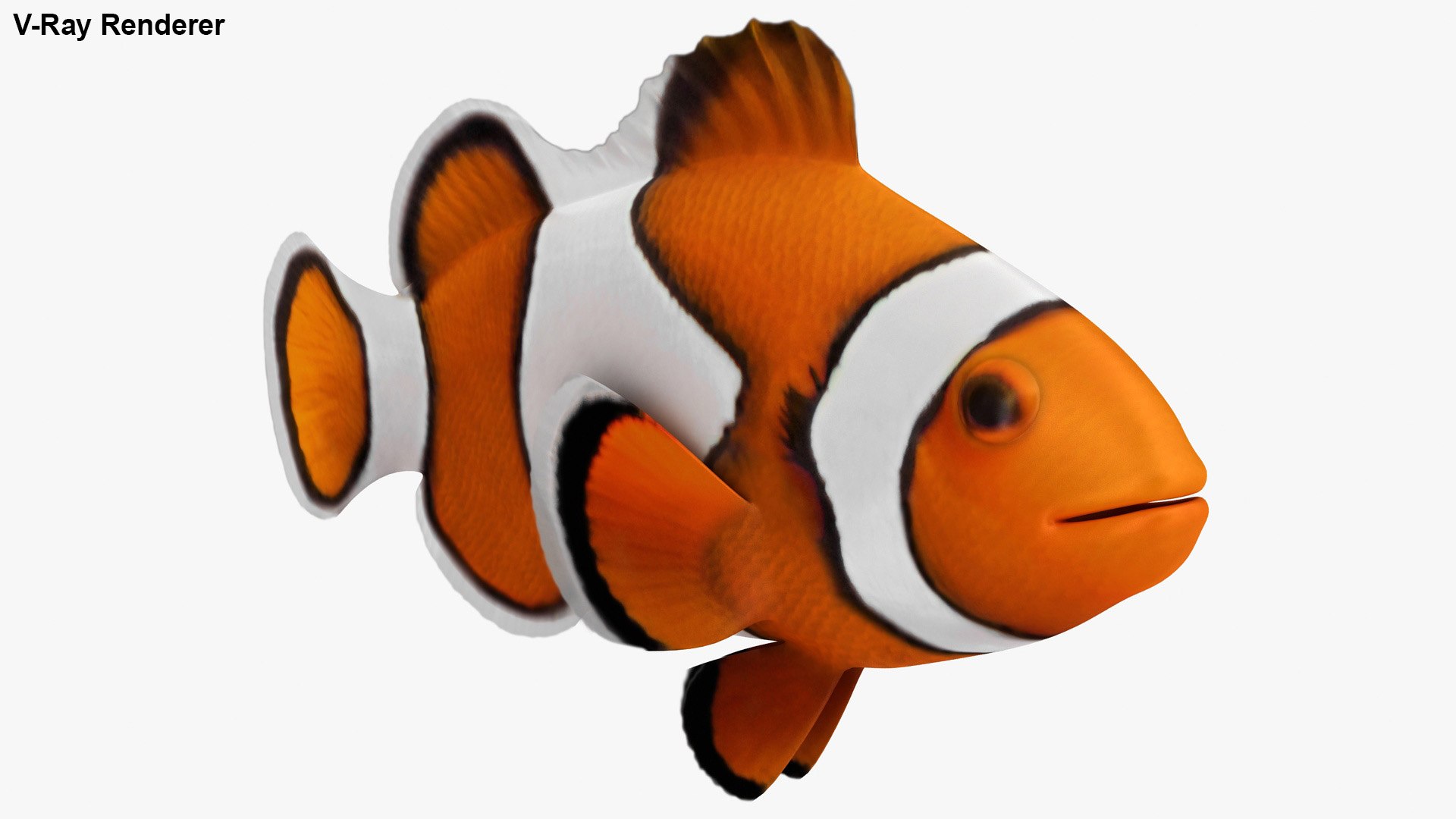 Clownfish Animation 3D Model - TurboSquid 1282909