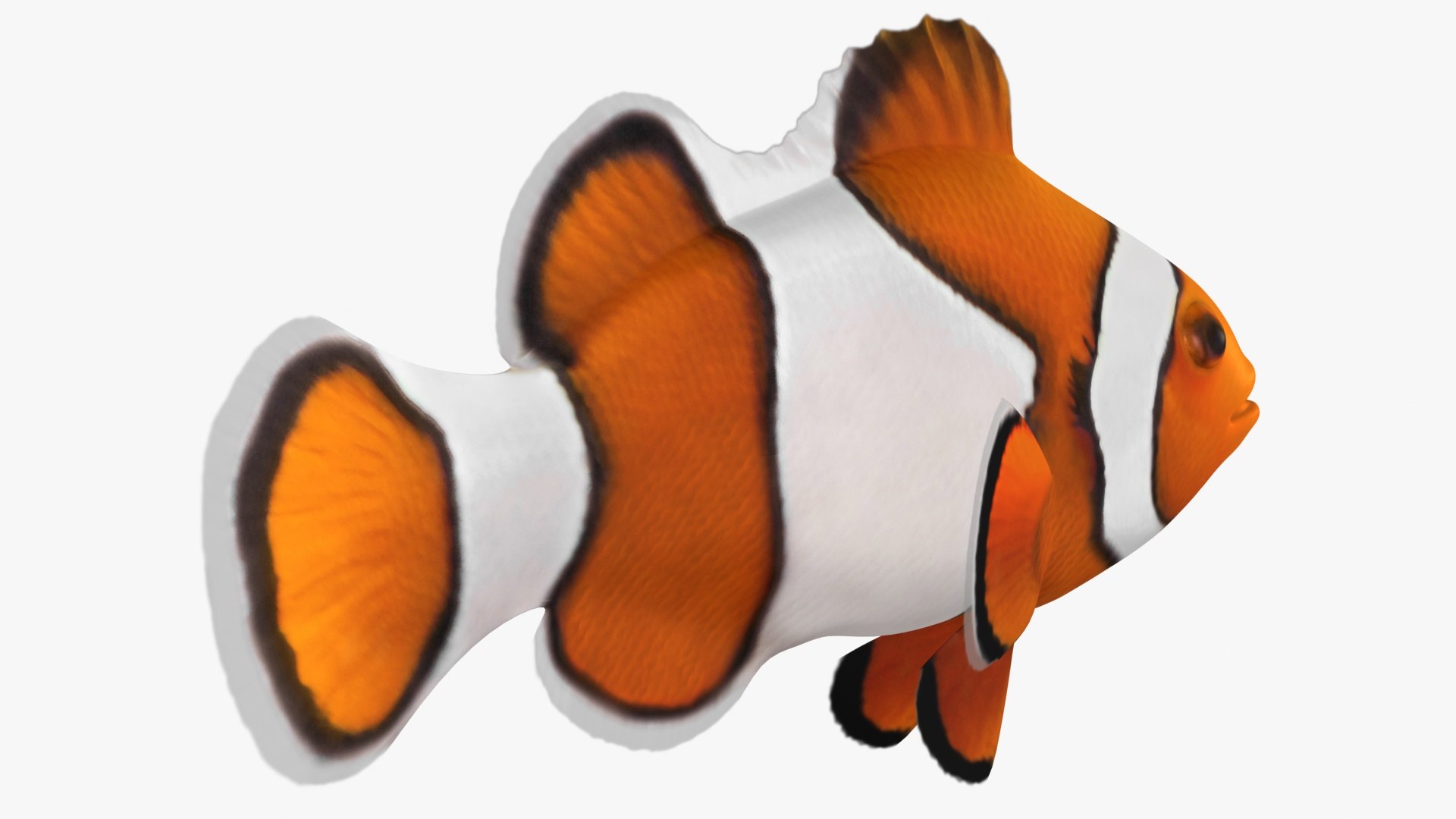 Clownfish Animation 3D Model - TurboSquid 1282909