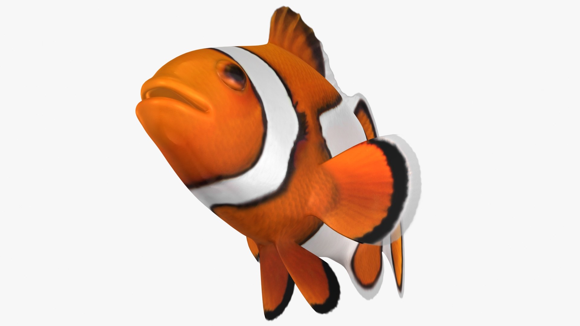 Clownfish Animation 3D Model - TurboSquid 1282909