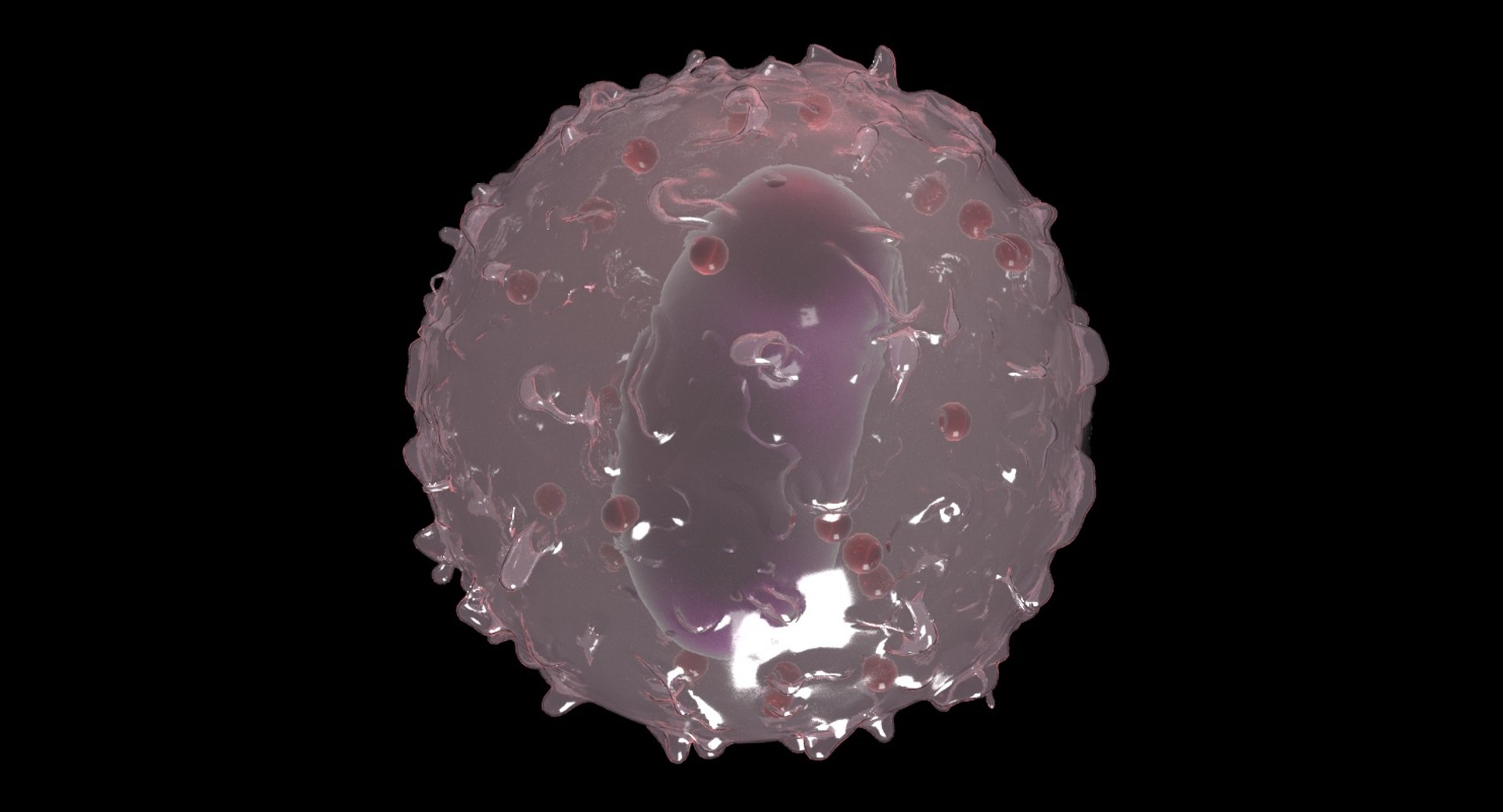 3D Lymphocyte Nucleus Model - TurboSquid 1351007