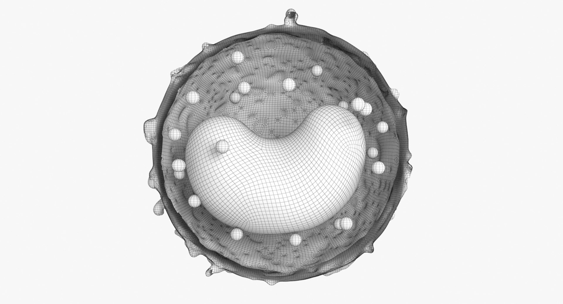 3D Lymphocyte Nucleus Model - TurboSquid 1351007