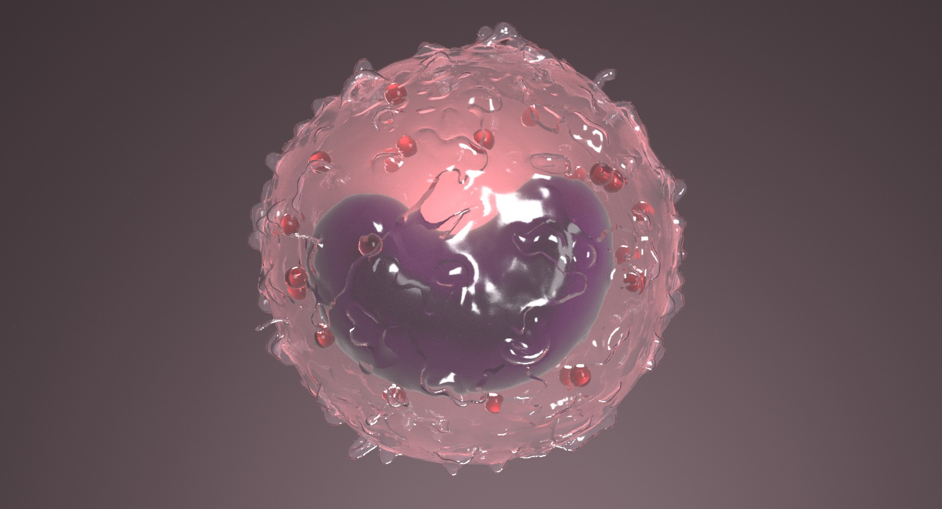 3D Lymphocyte Nucleus Model - TurboSquid 1351007