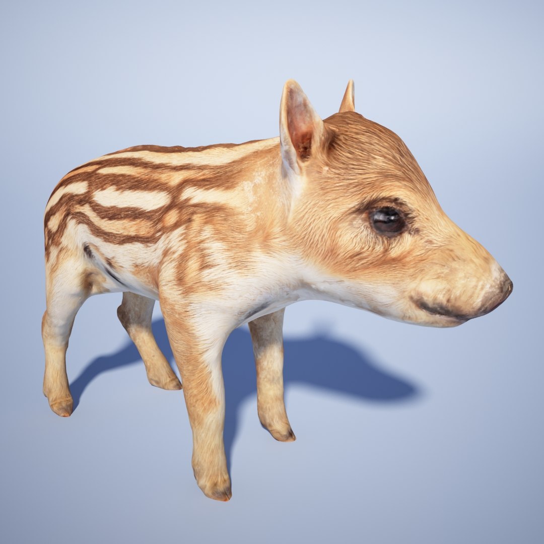3d Model Wild Piglet