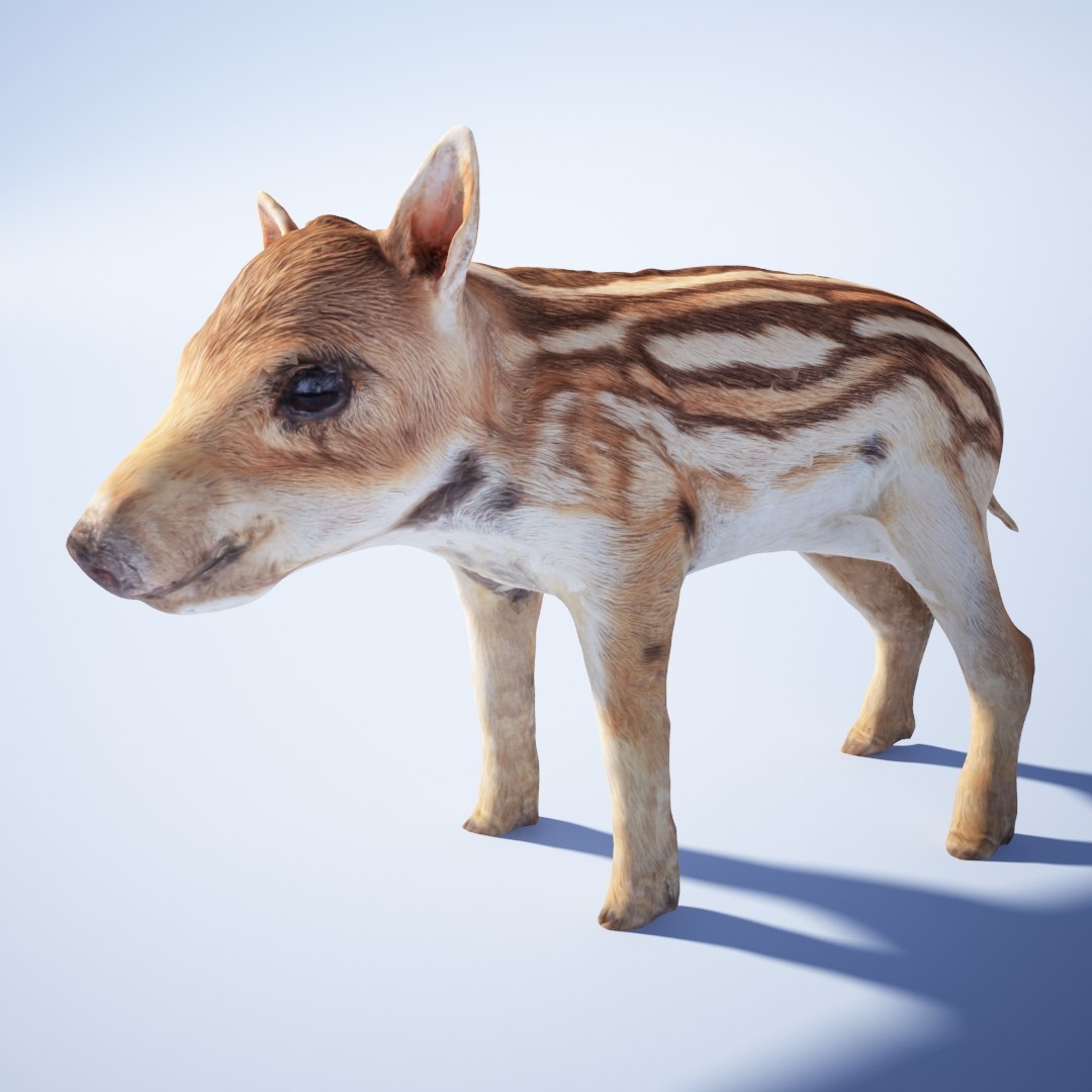 3d Model Wild Piglet