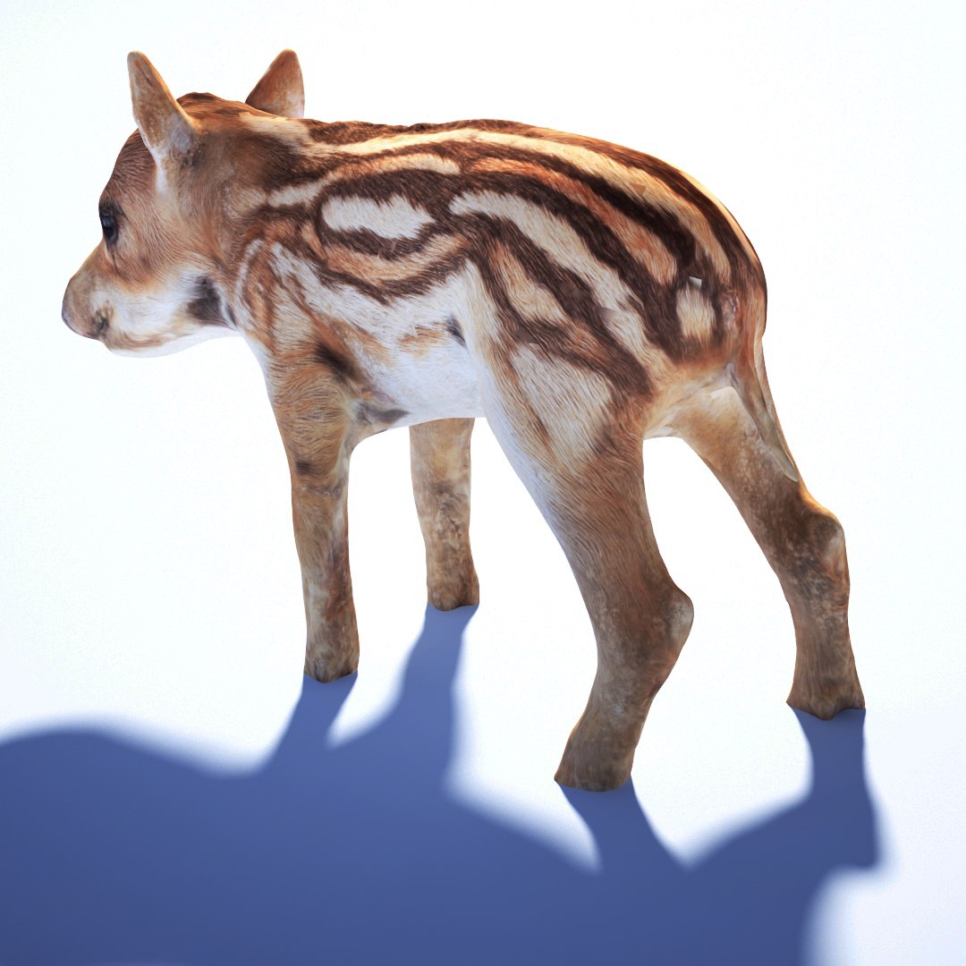 3d Model Wild Piglet
