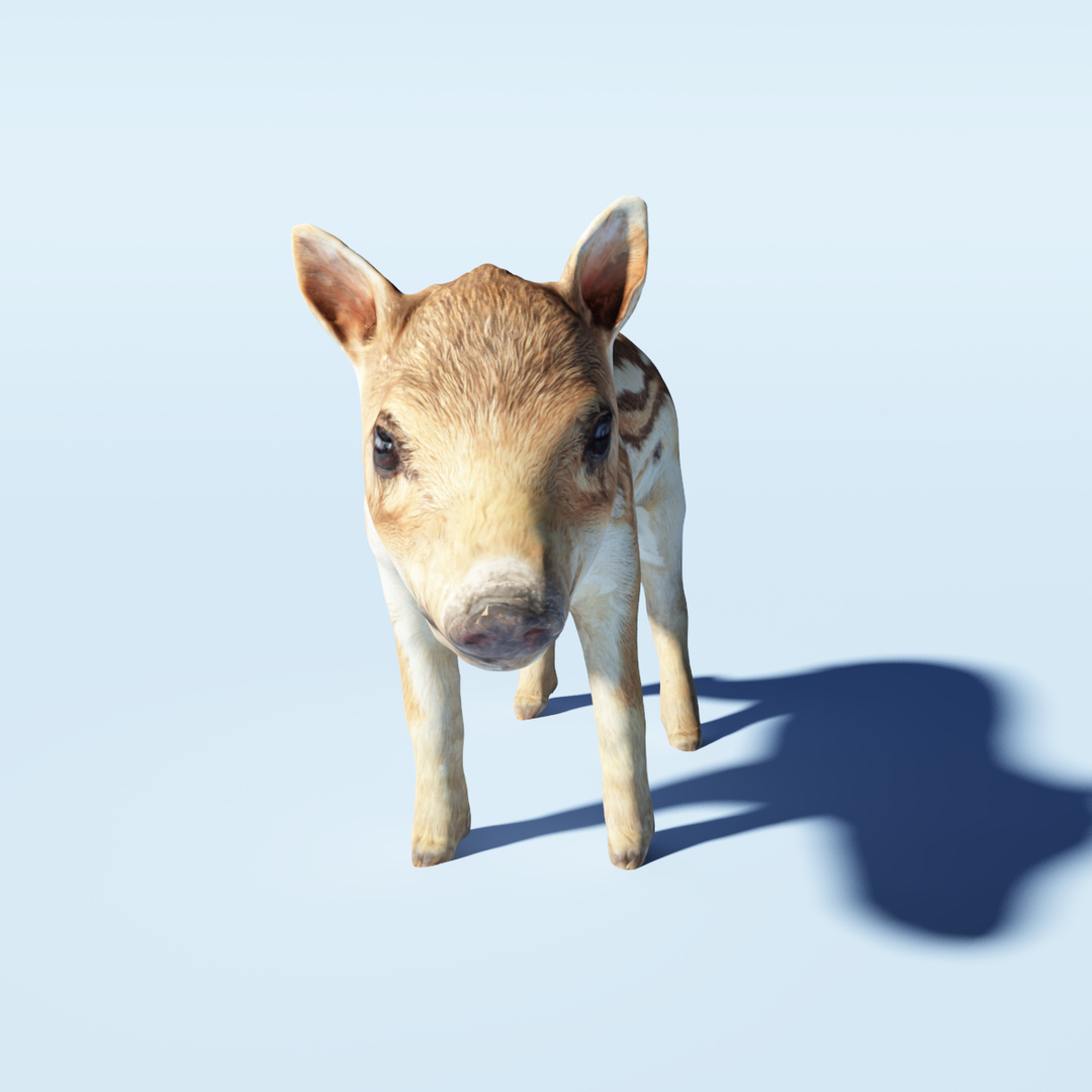 3d Model Wild Piglet
