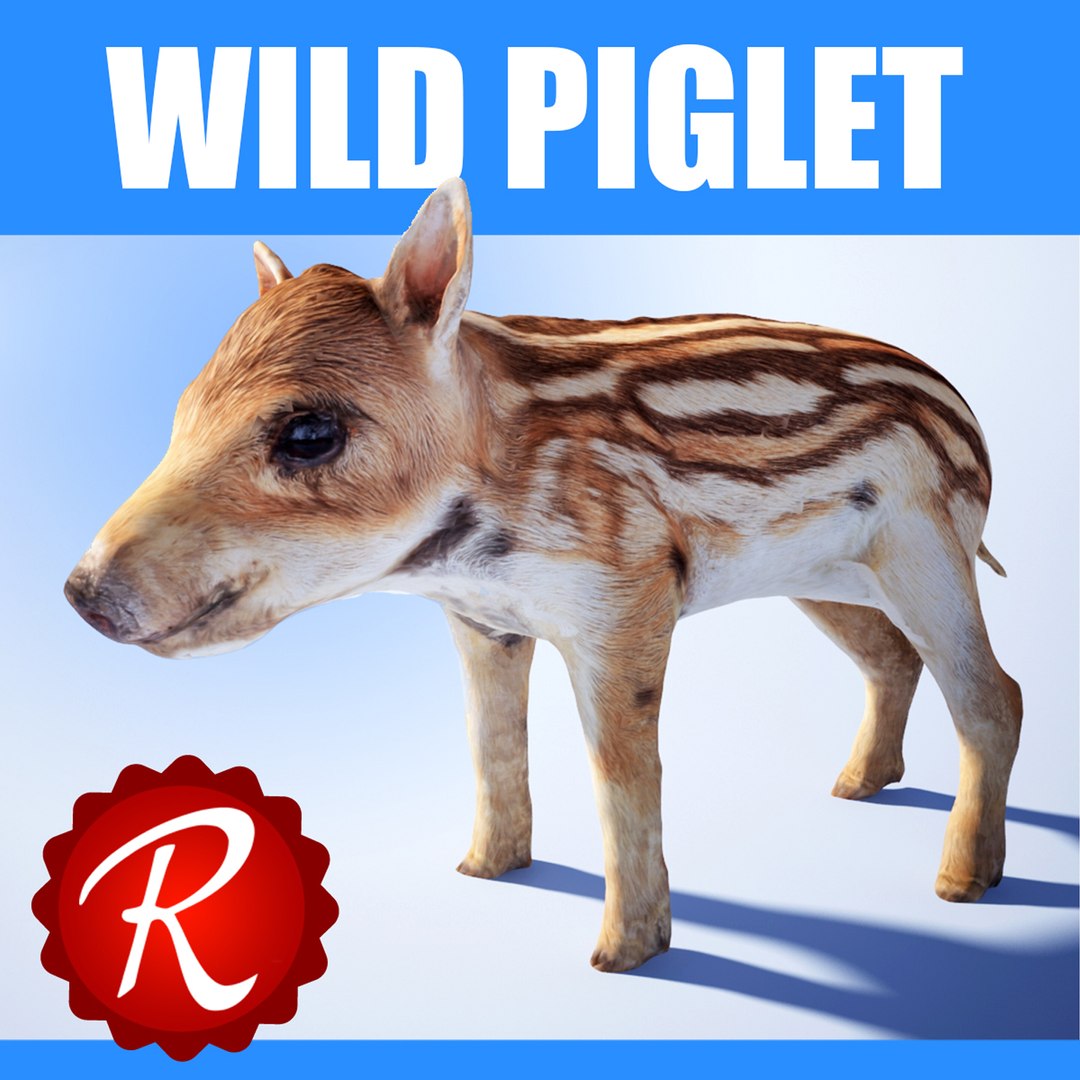 3d Model Wild Piglet