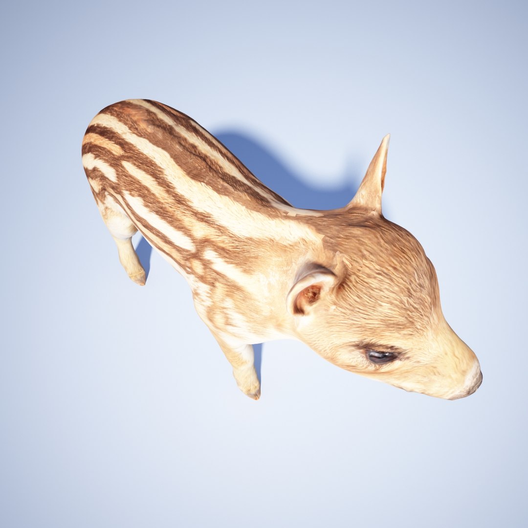 3d Model Wild Piglet