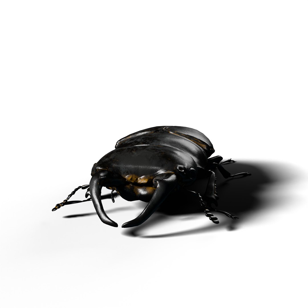Stag Beetle 3d Model 3D Model - TurboSquid 2350003