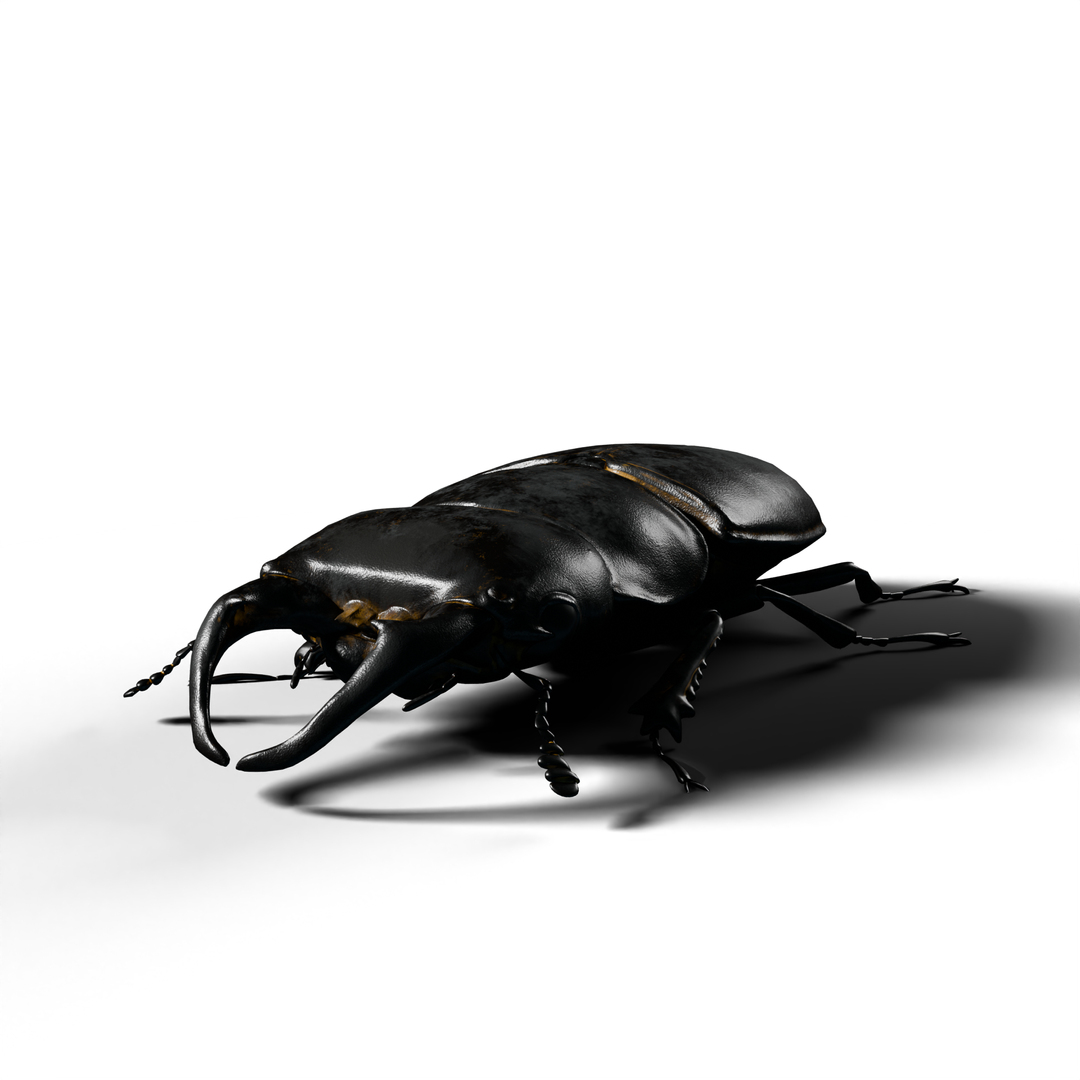 Stag Beetle 3d Model 3D Model - TurboSquid 2350003