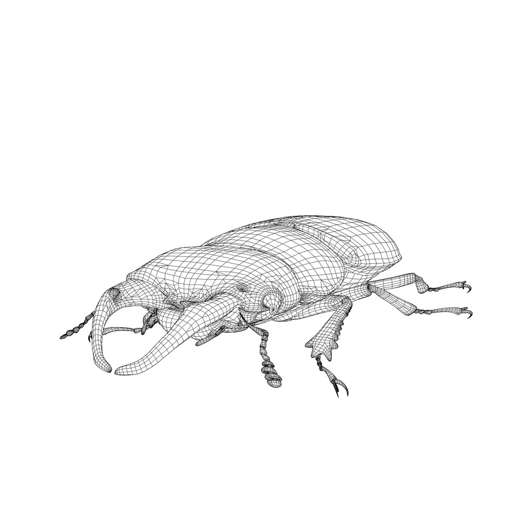 Stag Beetle 3d Model 3D Model - TurboSquid 2350003