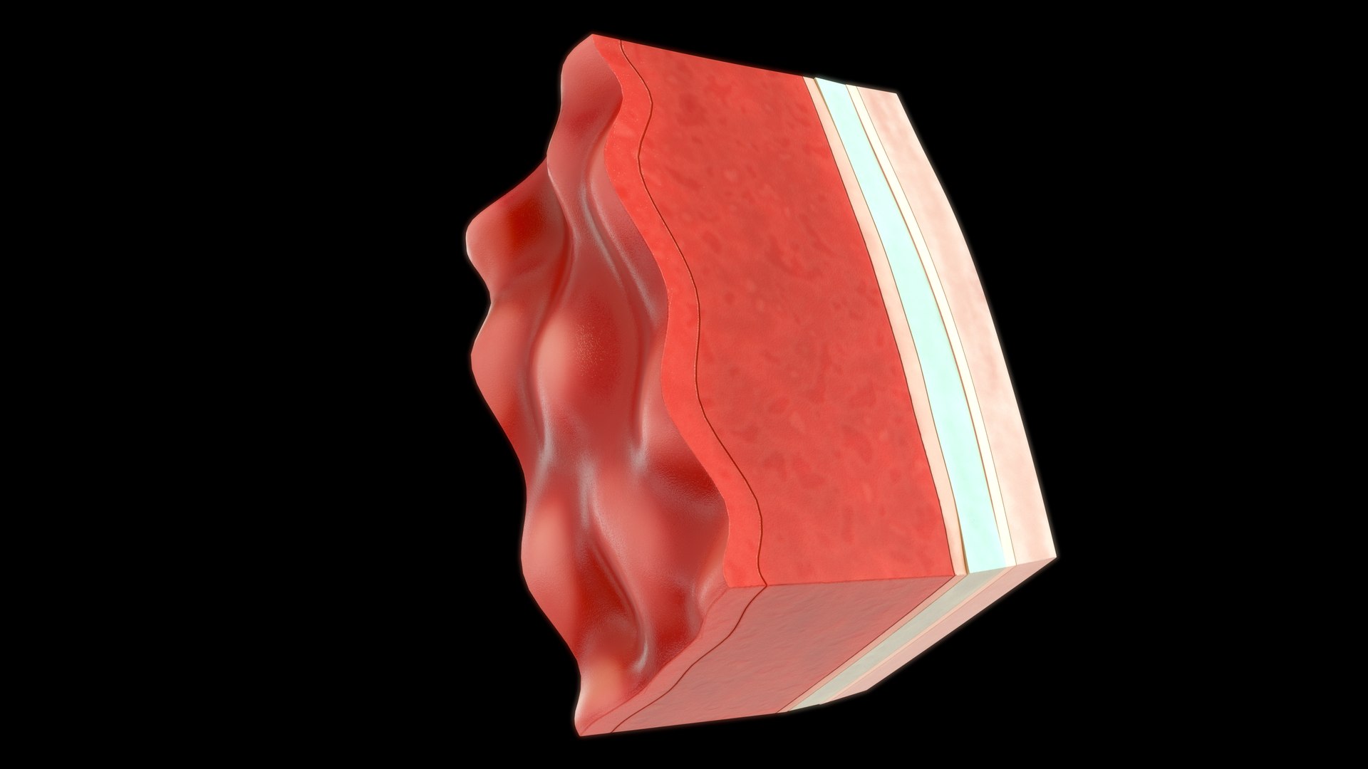 Human Heart Wall Layers 3D - TurboSquid 2186699