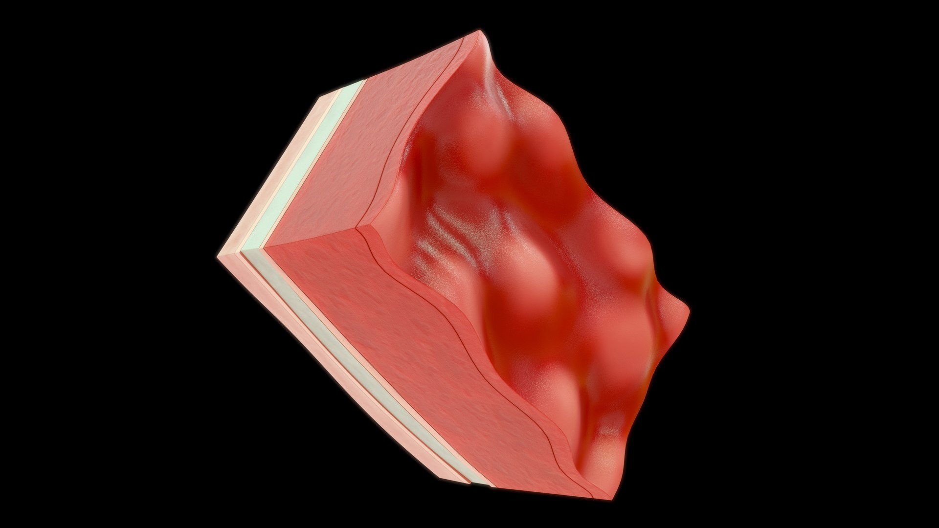 Human Heart Wall Layers 3D - TurboSquid 2186699