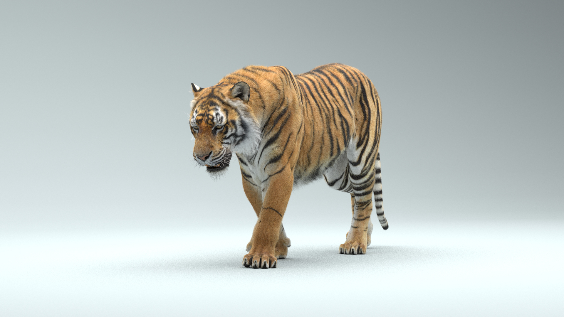 Tiger ANIMATED 3D - TurboSquid 2008406