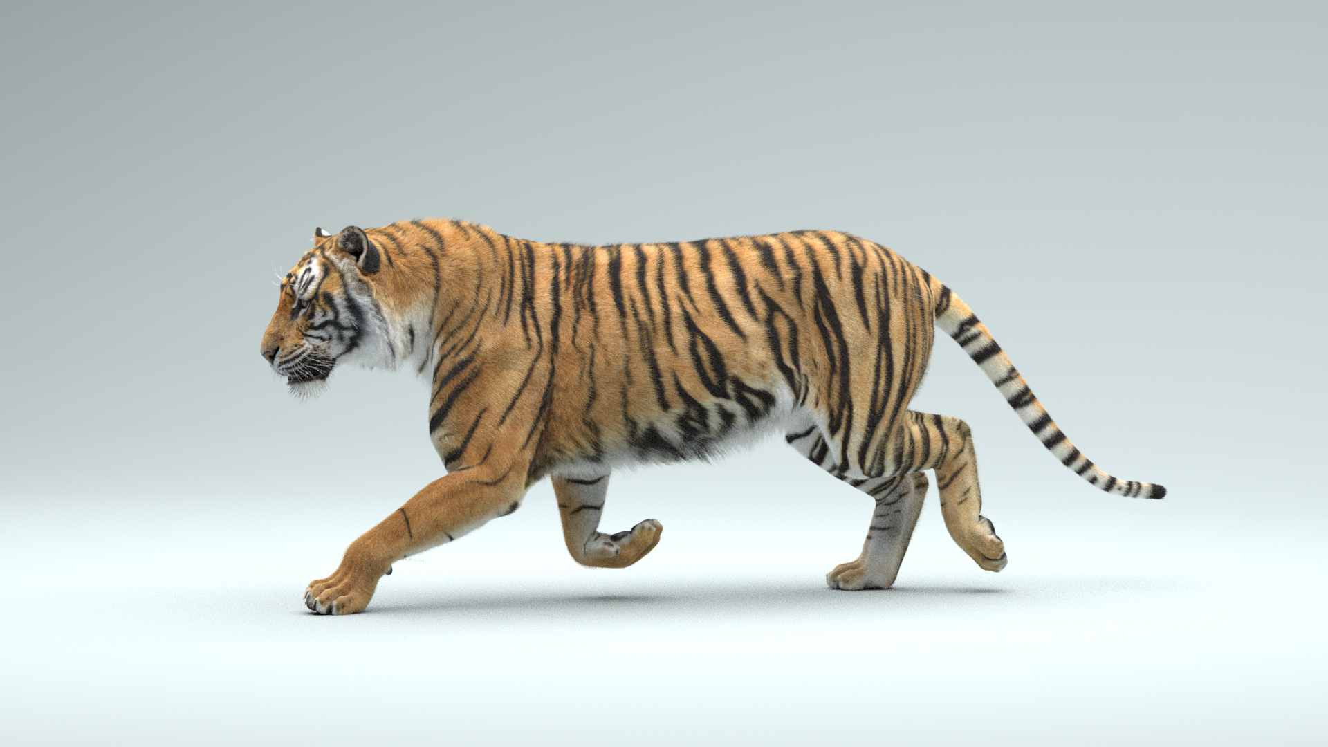 Tiger ANIMATED 3D - TurboSquid 2008406