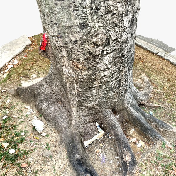 Ceiba Tree with religious offerings 3D model - TurboSquid 1967876