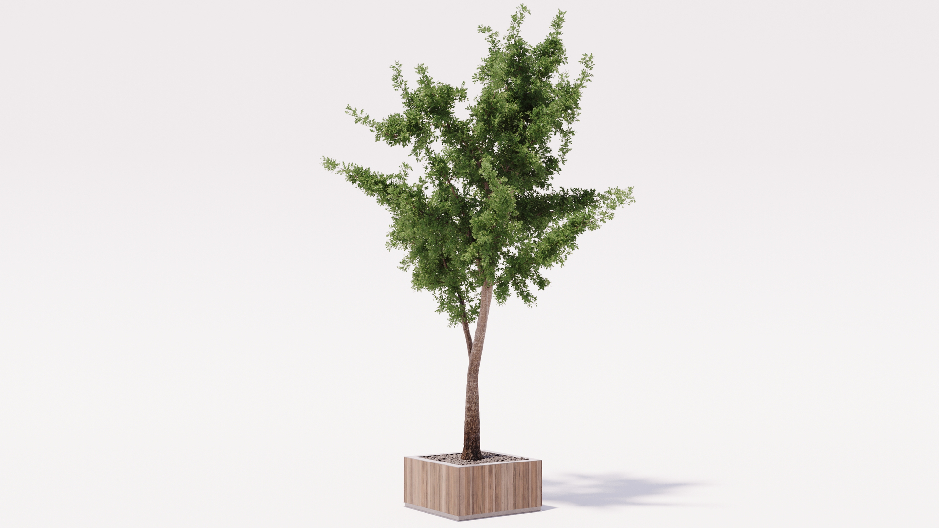 3D Tree Outdoor Plants - TurboSquid 1637136