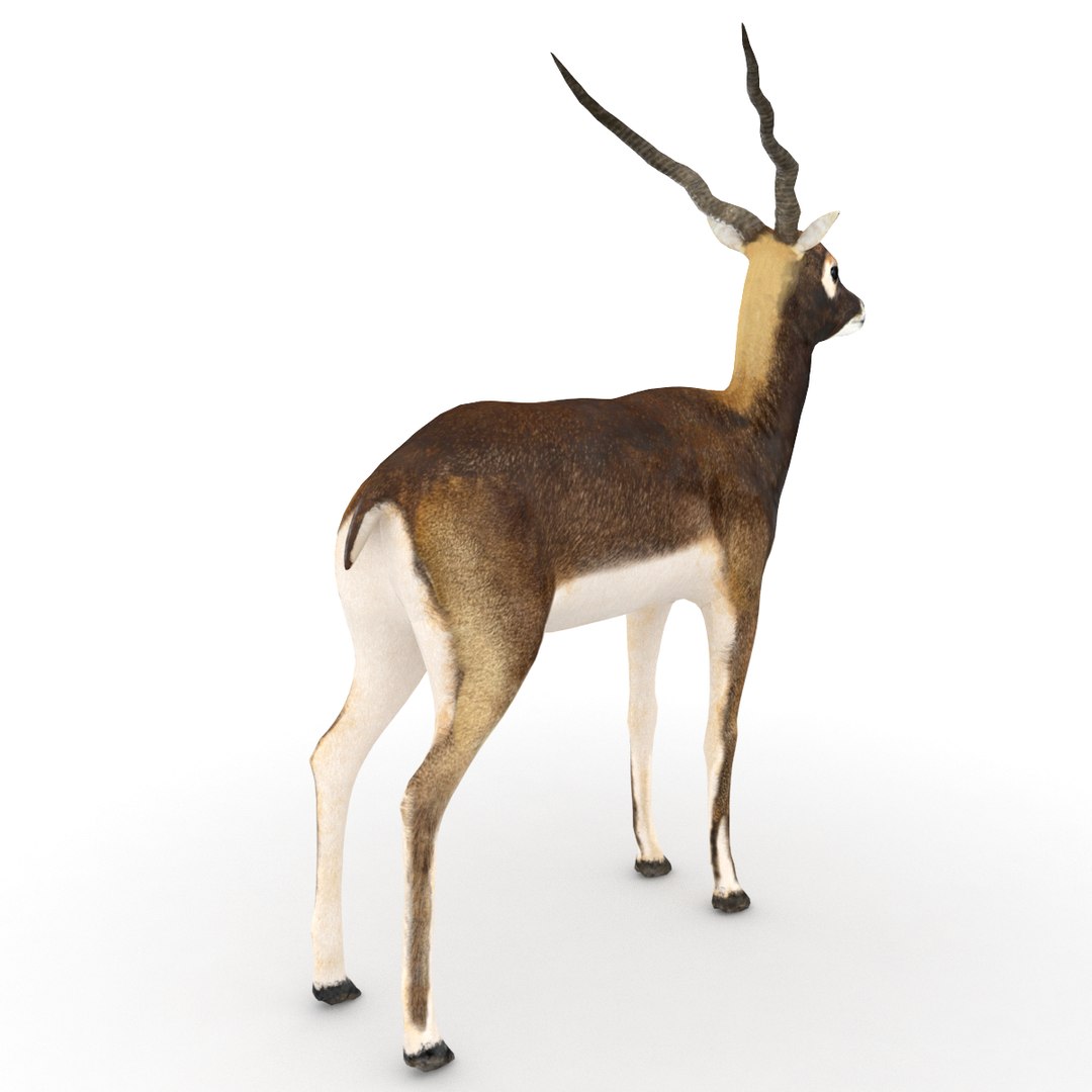 Black Buck Blackbuck 3d Model