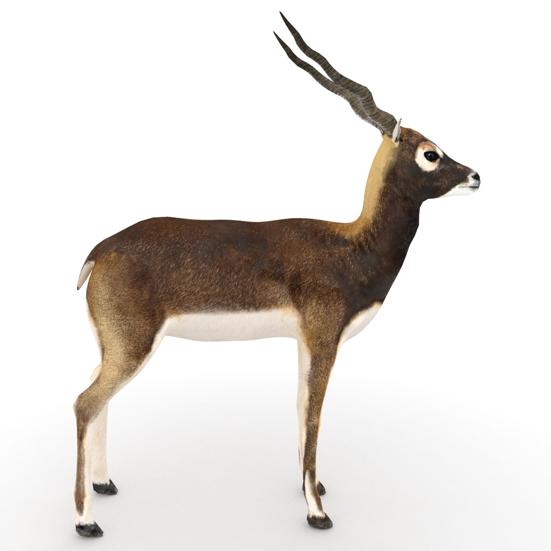Black Buck Blackbuck 3d Model