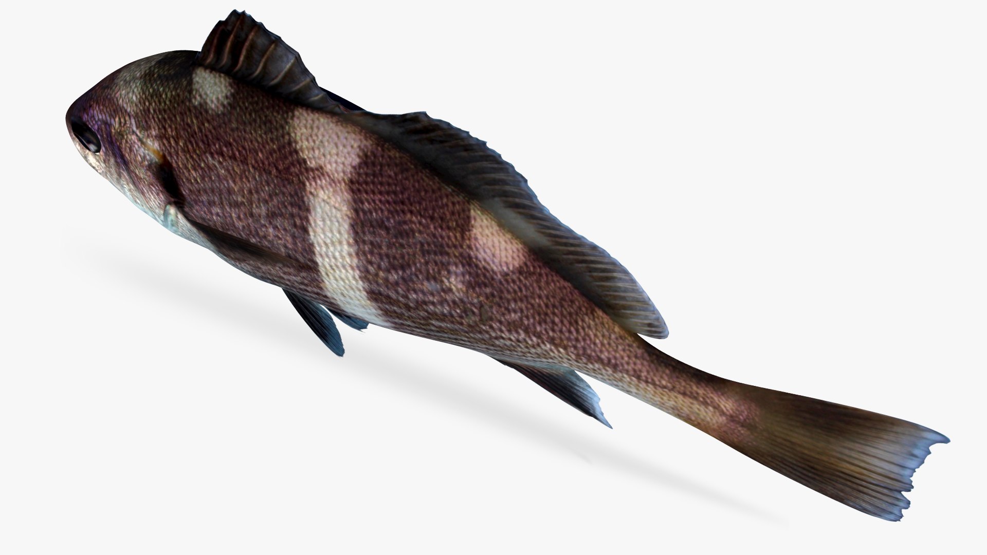 Black Croaker 3D Model - TurboSquid 1744614