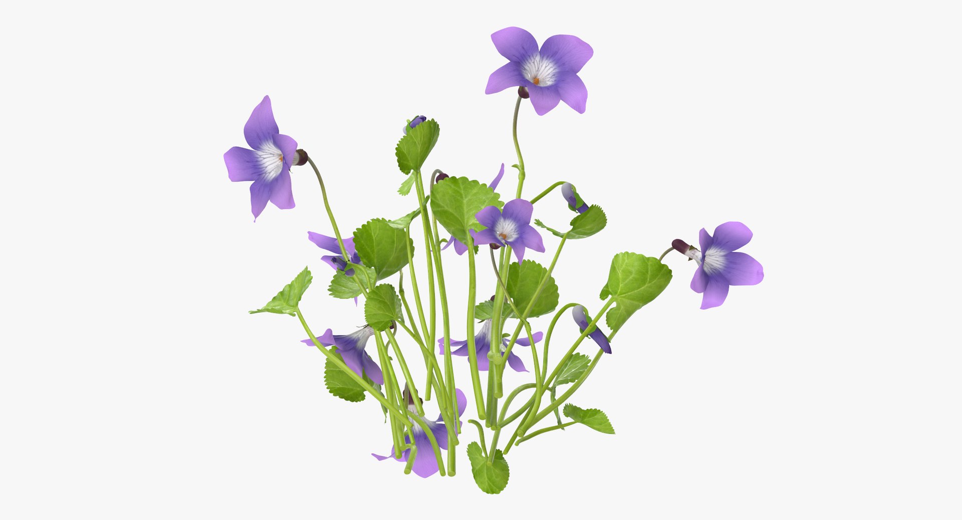 Max Violet Natural Group