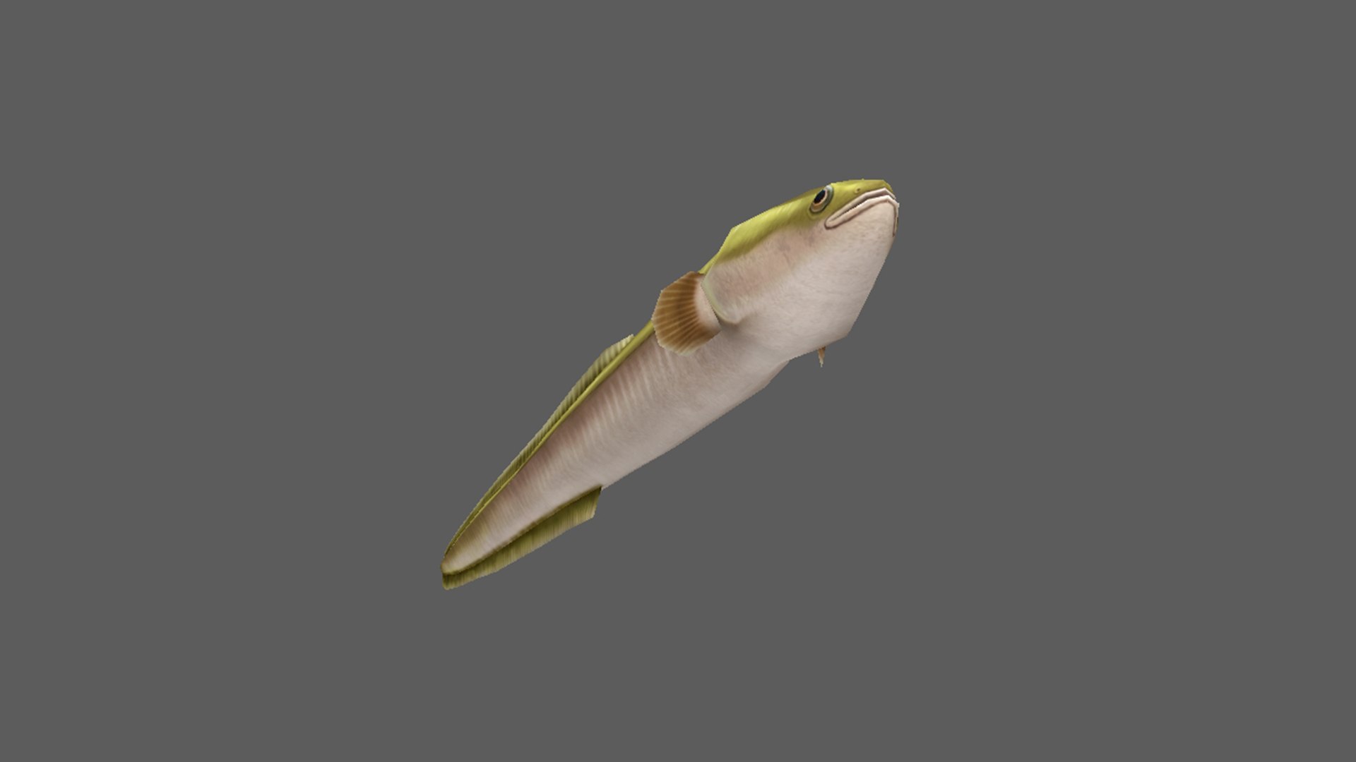 3D Model Eel - TurboSquid 1709764