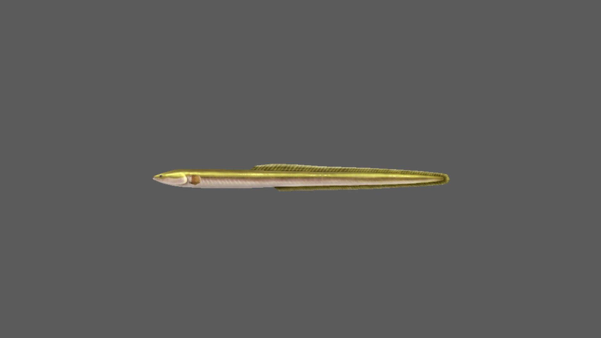 3D Model Eel - TurboSquid 1709764