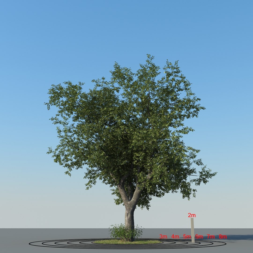 3d Oak Tree