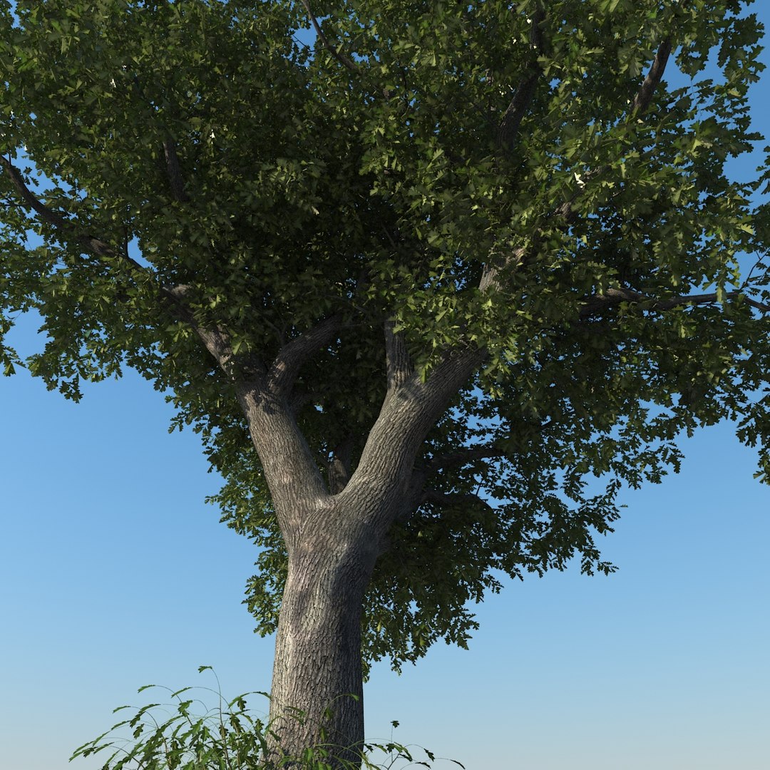 3d Oak Tree