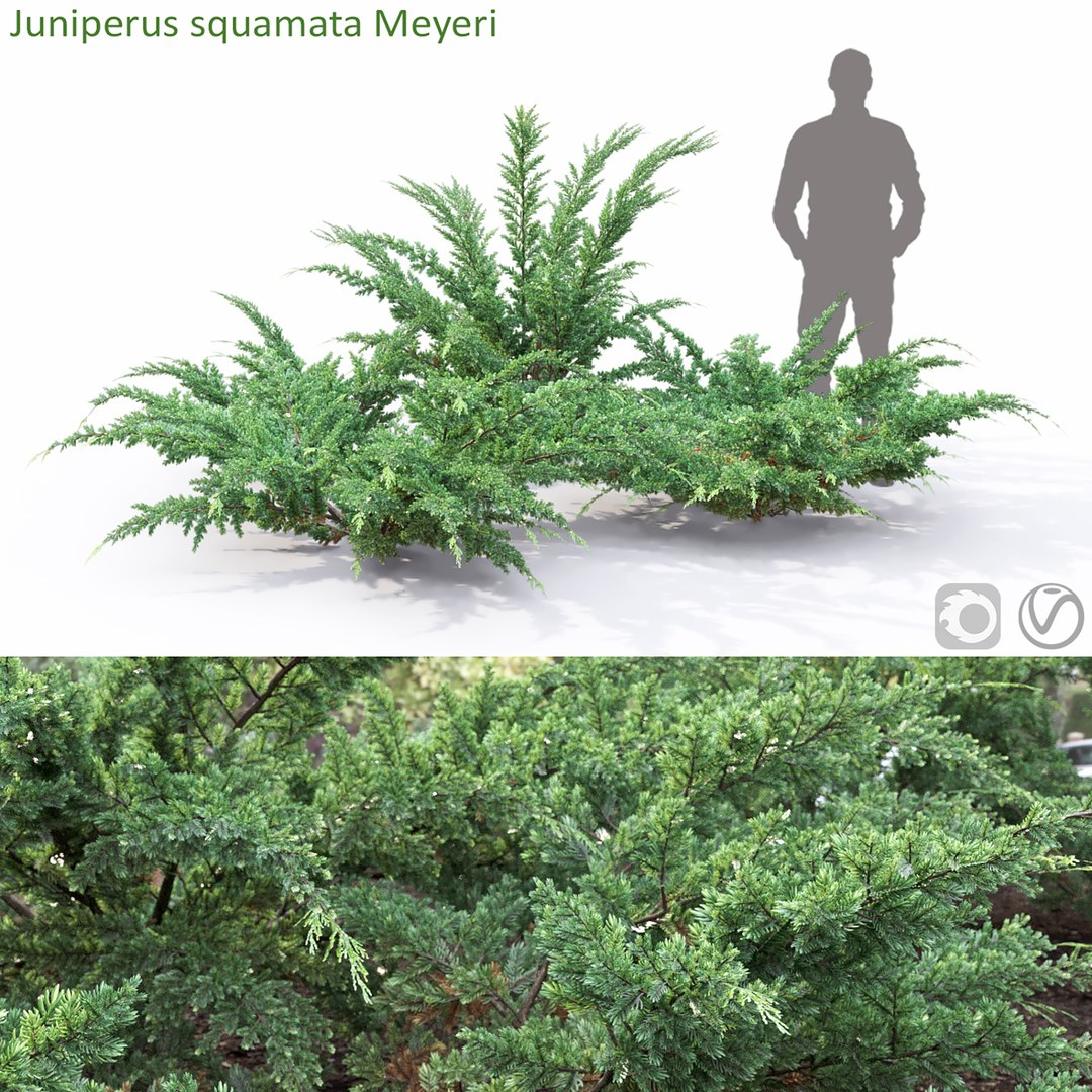 3D Model Juniperus Squamata Meyeri 01 - TurboSquid 1847767