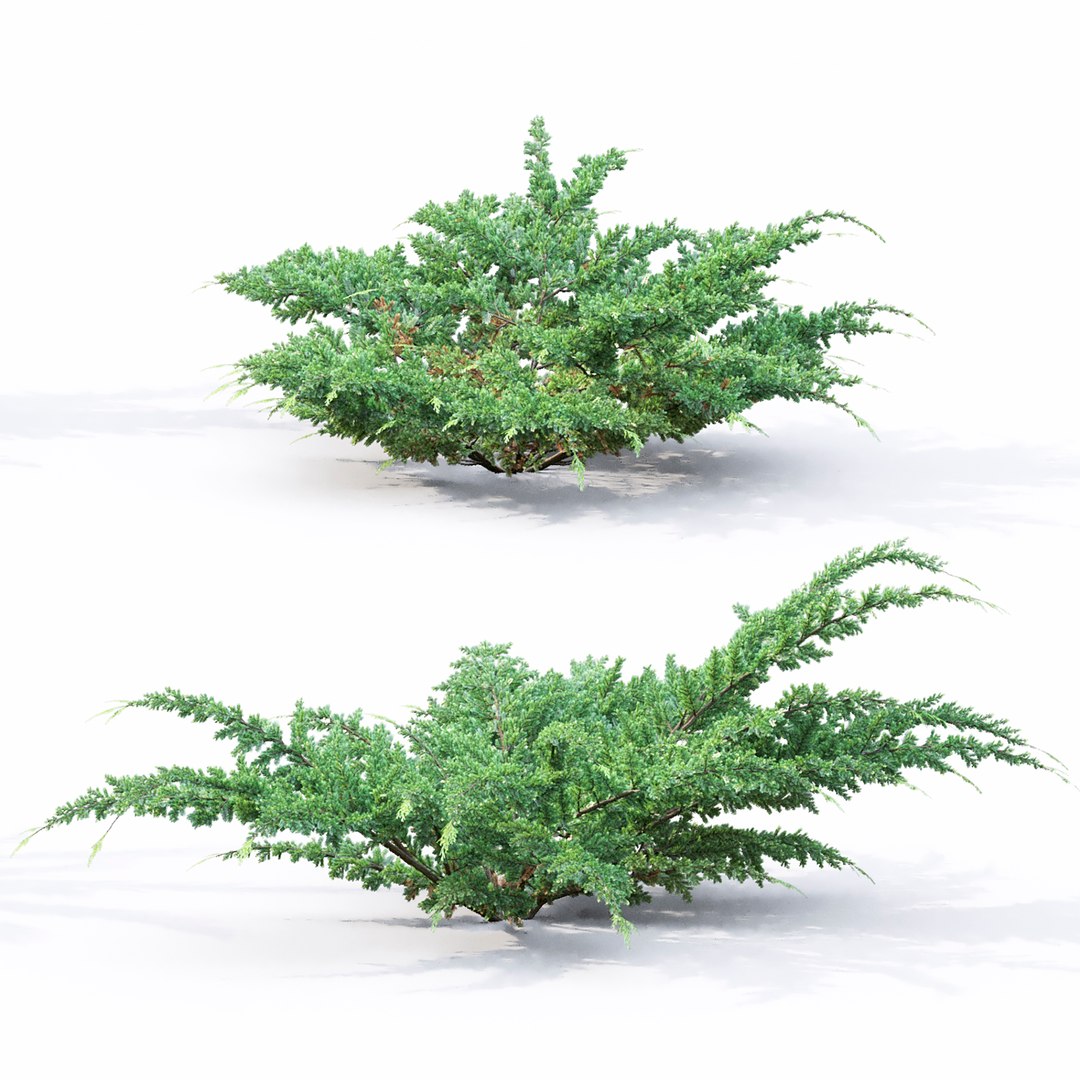 3D Model Juniperus Squamata Meyeri 01 - TurboSquid 1847767