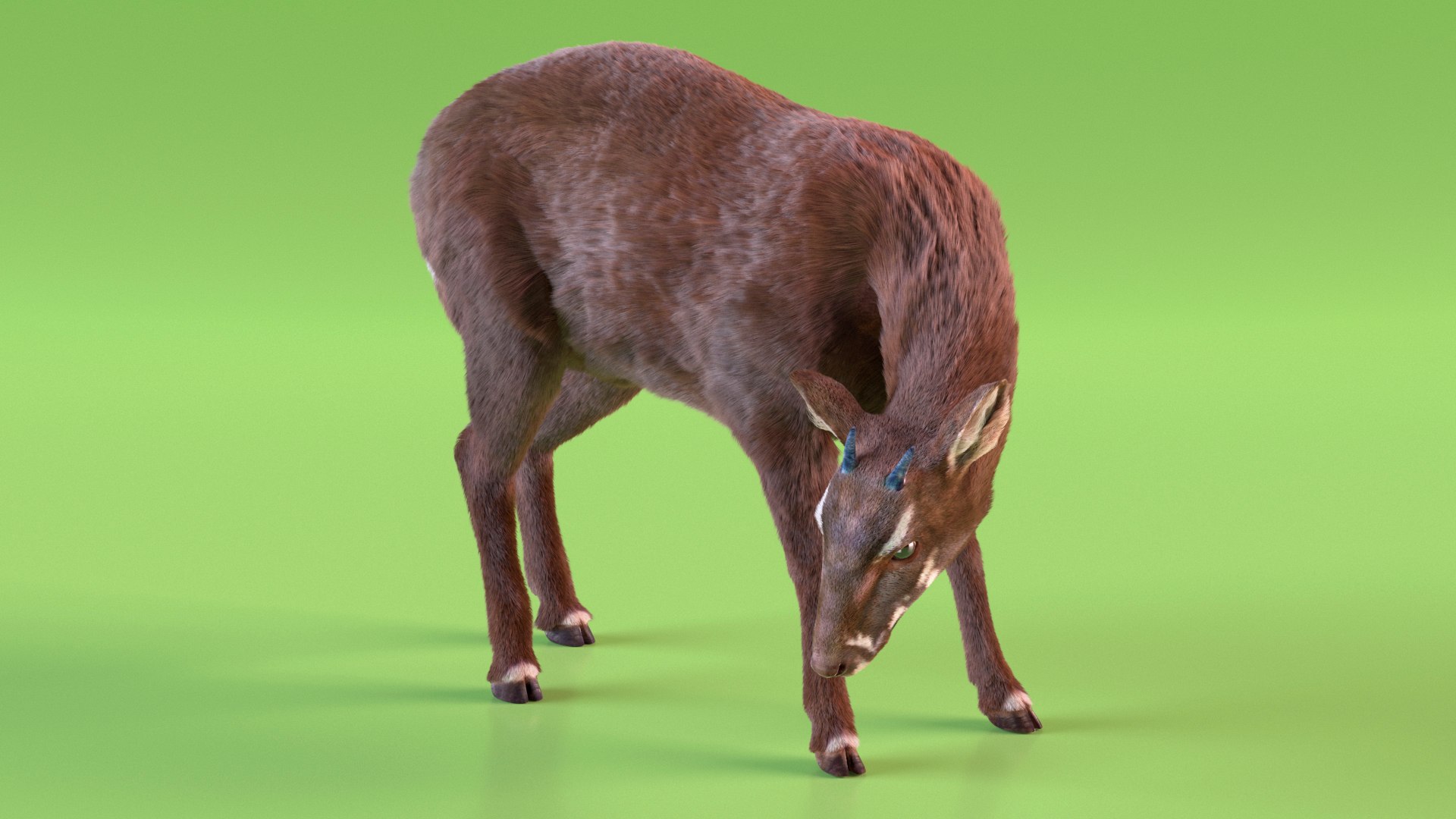 3D Saola Eating Pose Fur Model - TurboSquid 2202825
