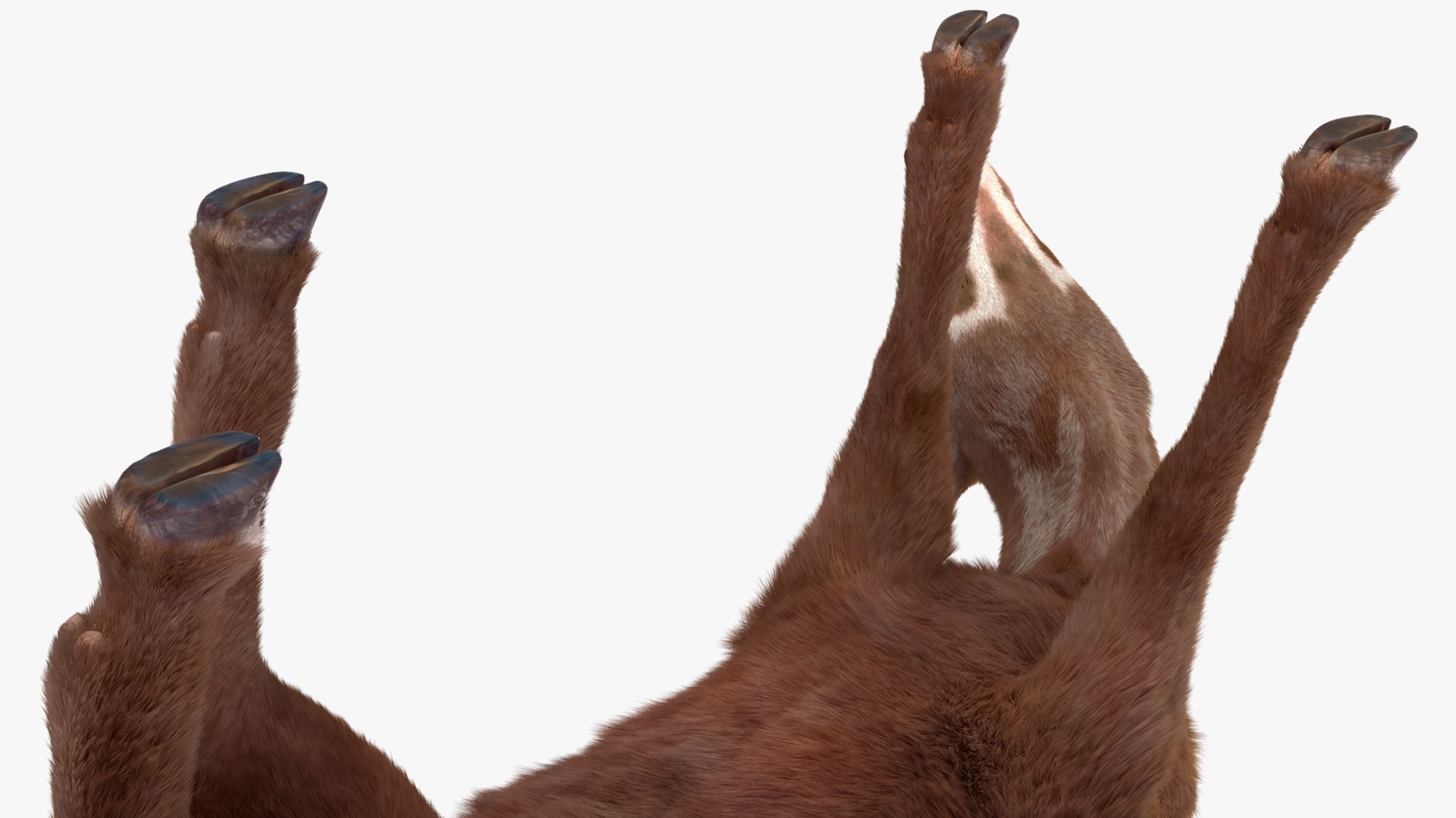 3D Saola Eating Pose Fur Model - TurboSquid 2202825