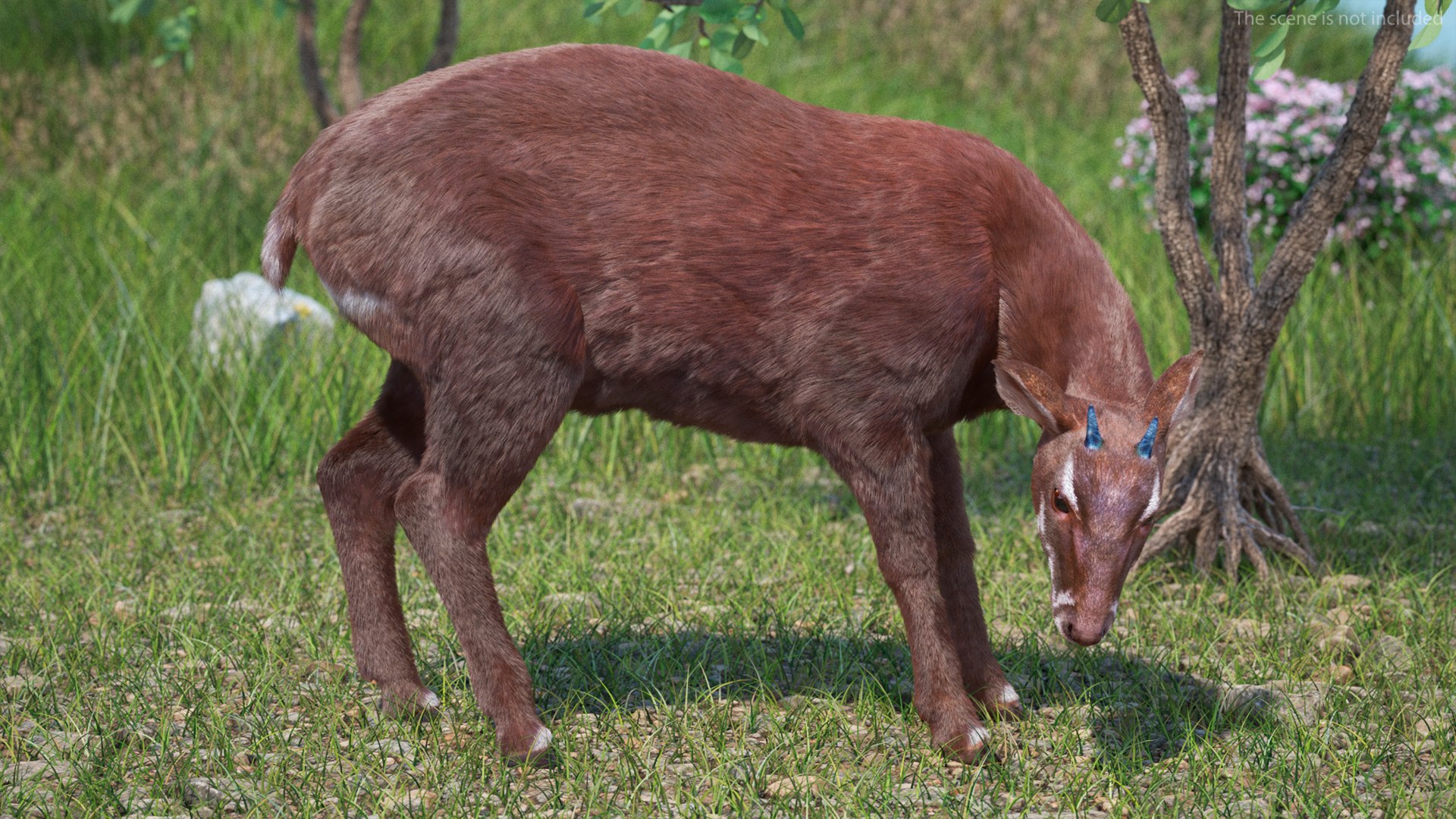 3D Saola Eating Pose Fur Model - TurboSquid 2202825