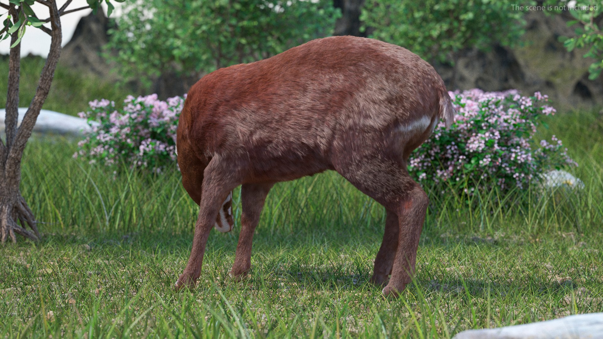 3D Saola Eating Pose Fur Model - TurboSquid 2202825