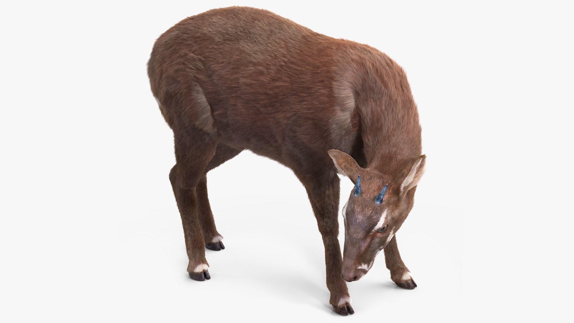 3D Saola Eating Pose Fur Model - TurboSquid 2202825