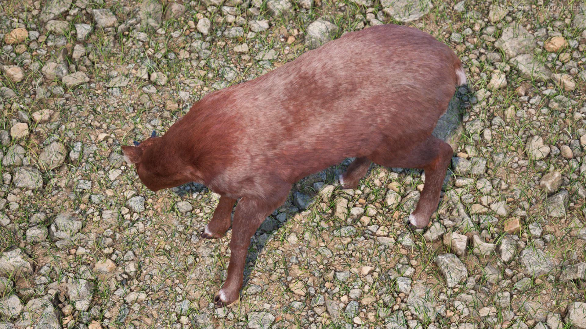 3D Saola Eating Pose Fur Model - TurboSquid 2202825