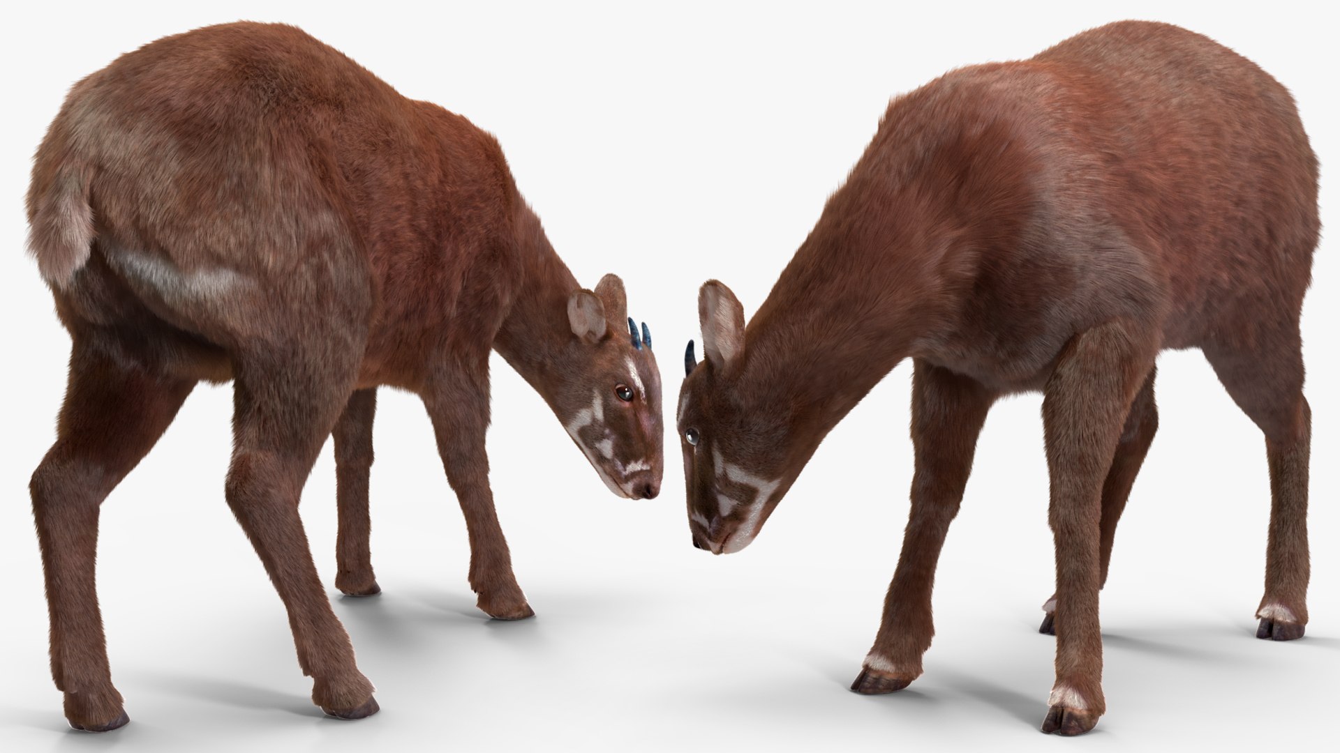 3D Saola Eating Pose Fur Model - TurboSquid 2202825