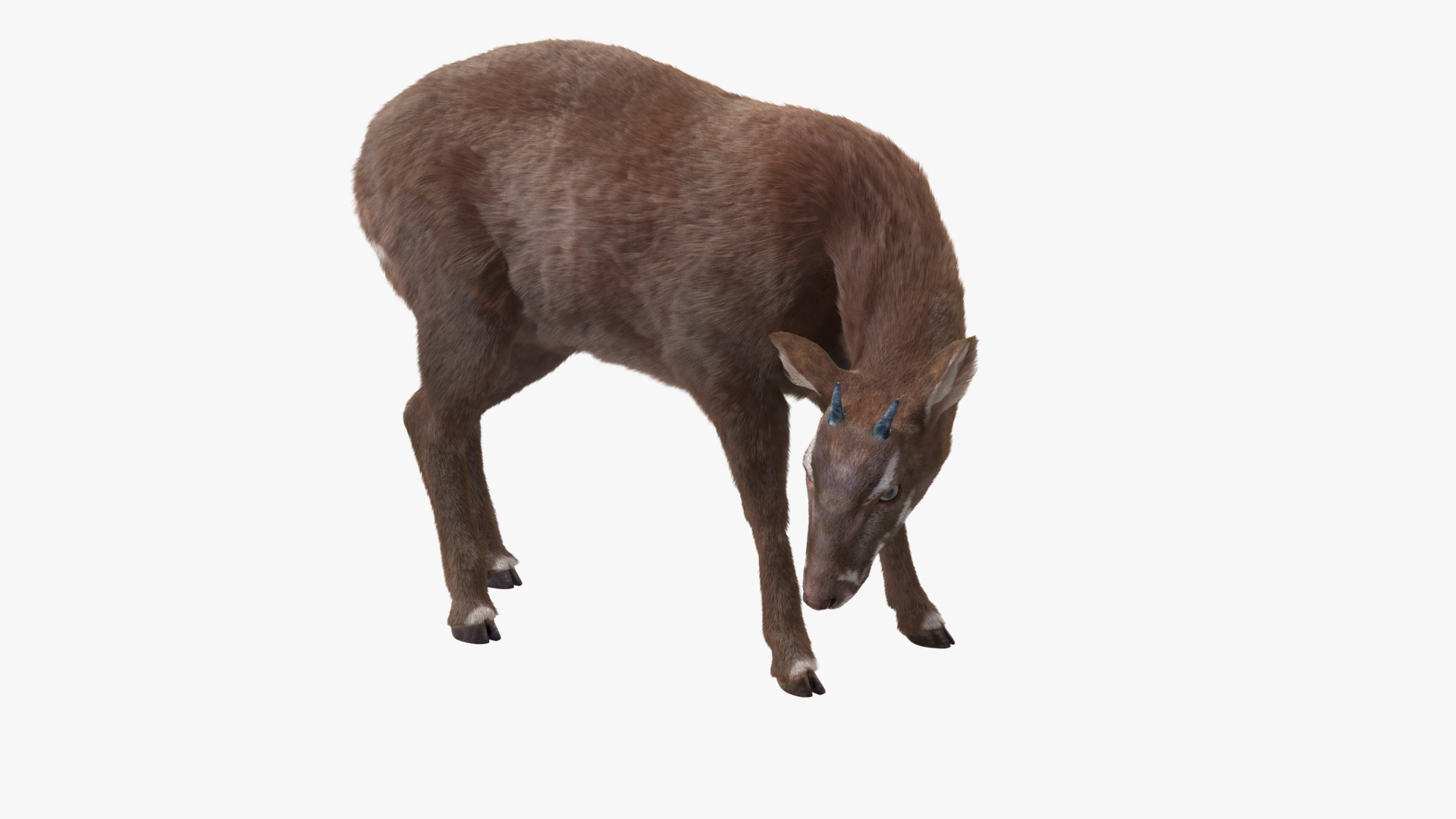 3D Saola Eating Pose Fur Model - TurboSquid 2202825