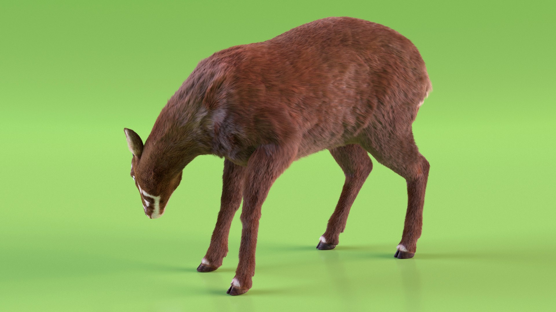 3D Saola Eating Pose Fur Model - TurboSquid 2202825