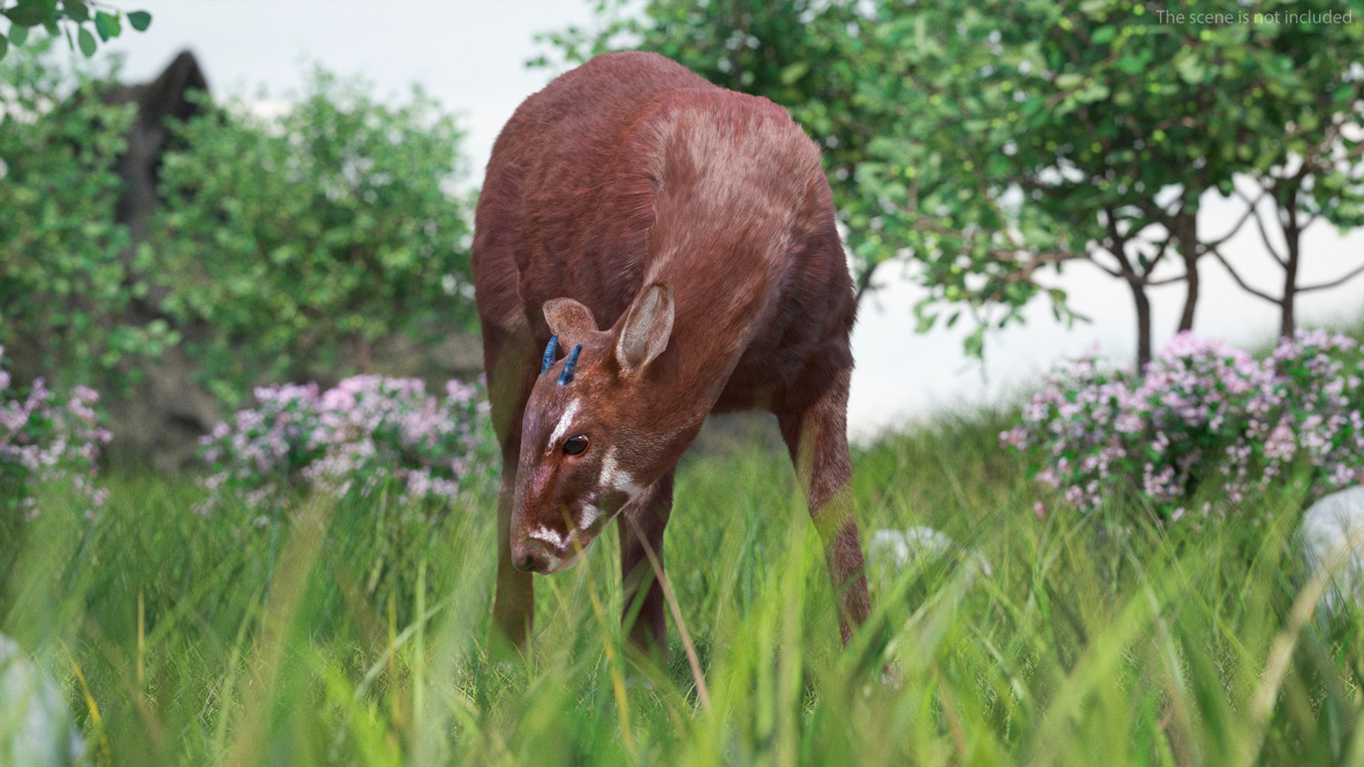 3D Saola Eating Pose Fur Model - TurboSquid 2202825