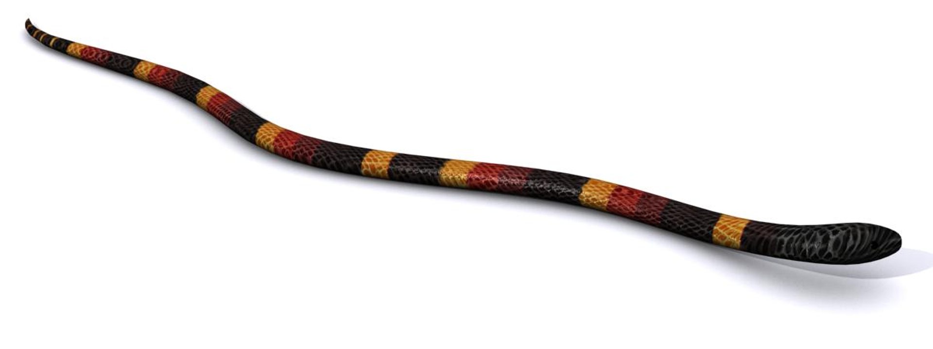 3d Model Coral Snake