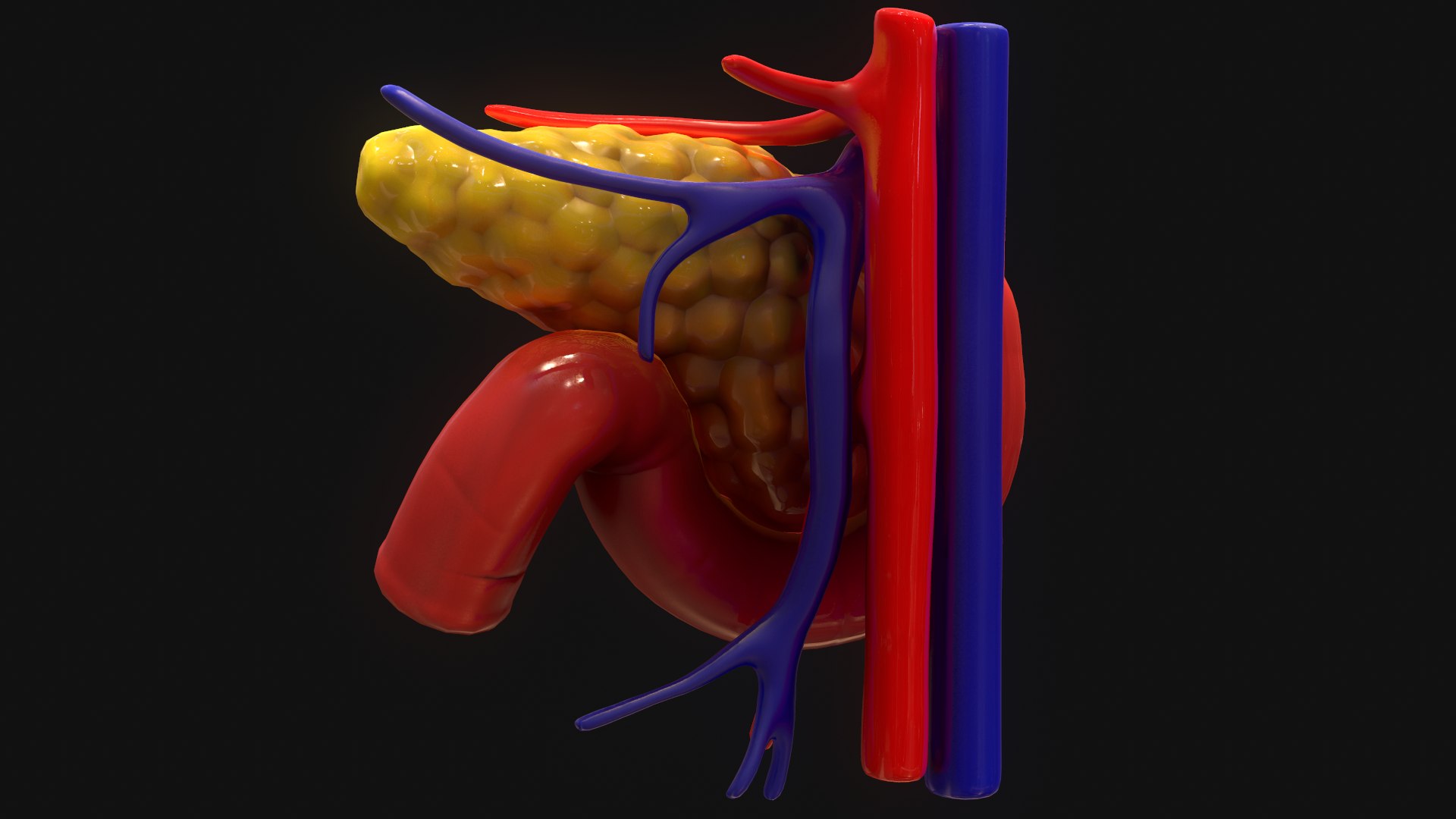 3D Modeled Pancreas Human Model - TurboSquid 1468534