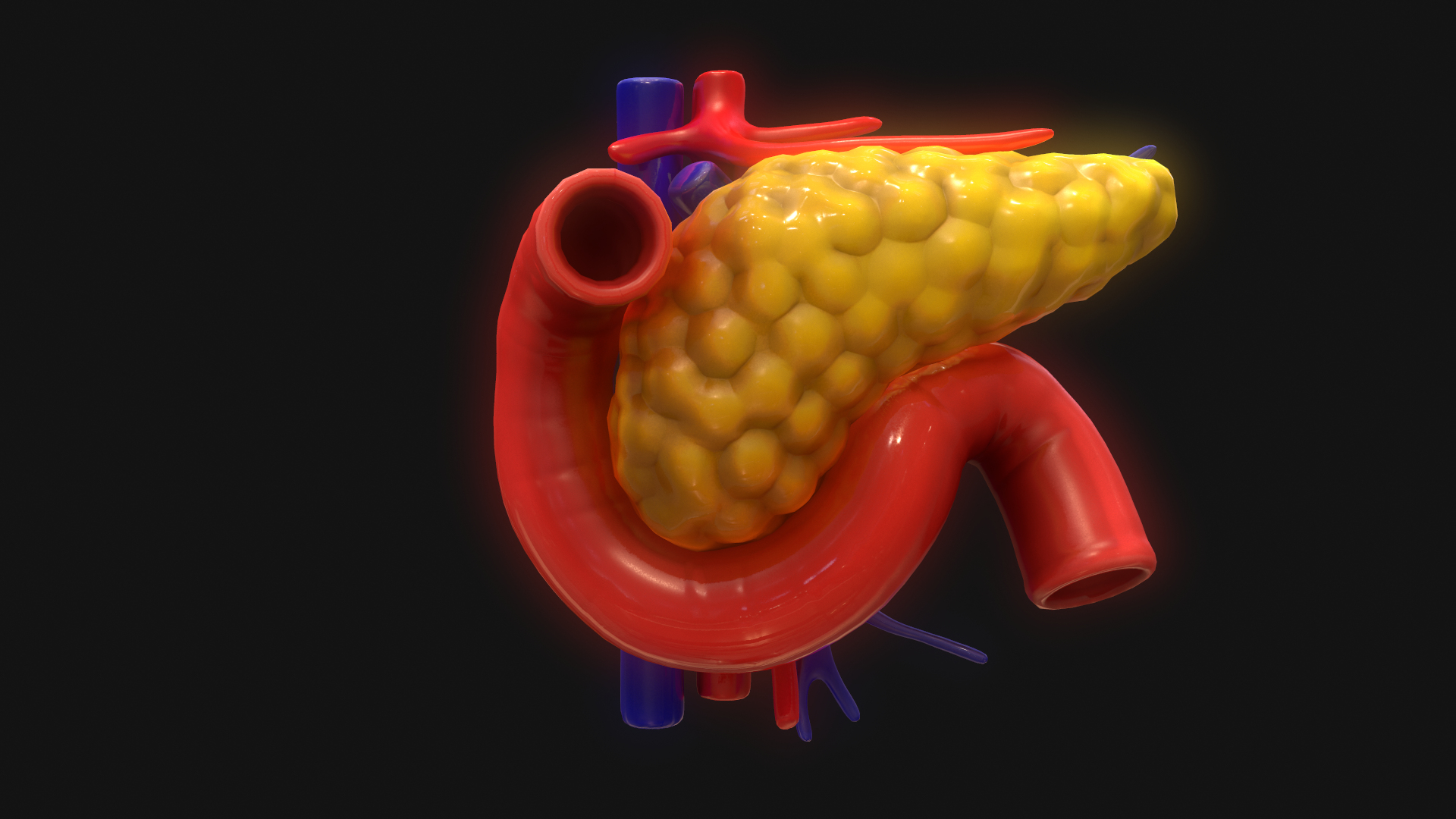 3D Modeled Pancreas Human Model - TurboSquid 1468534