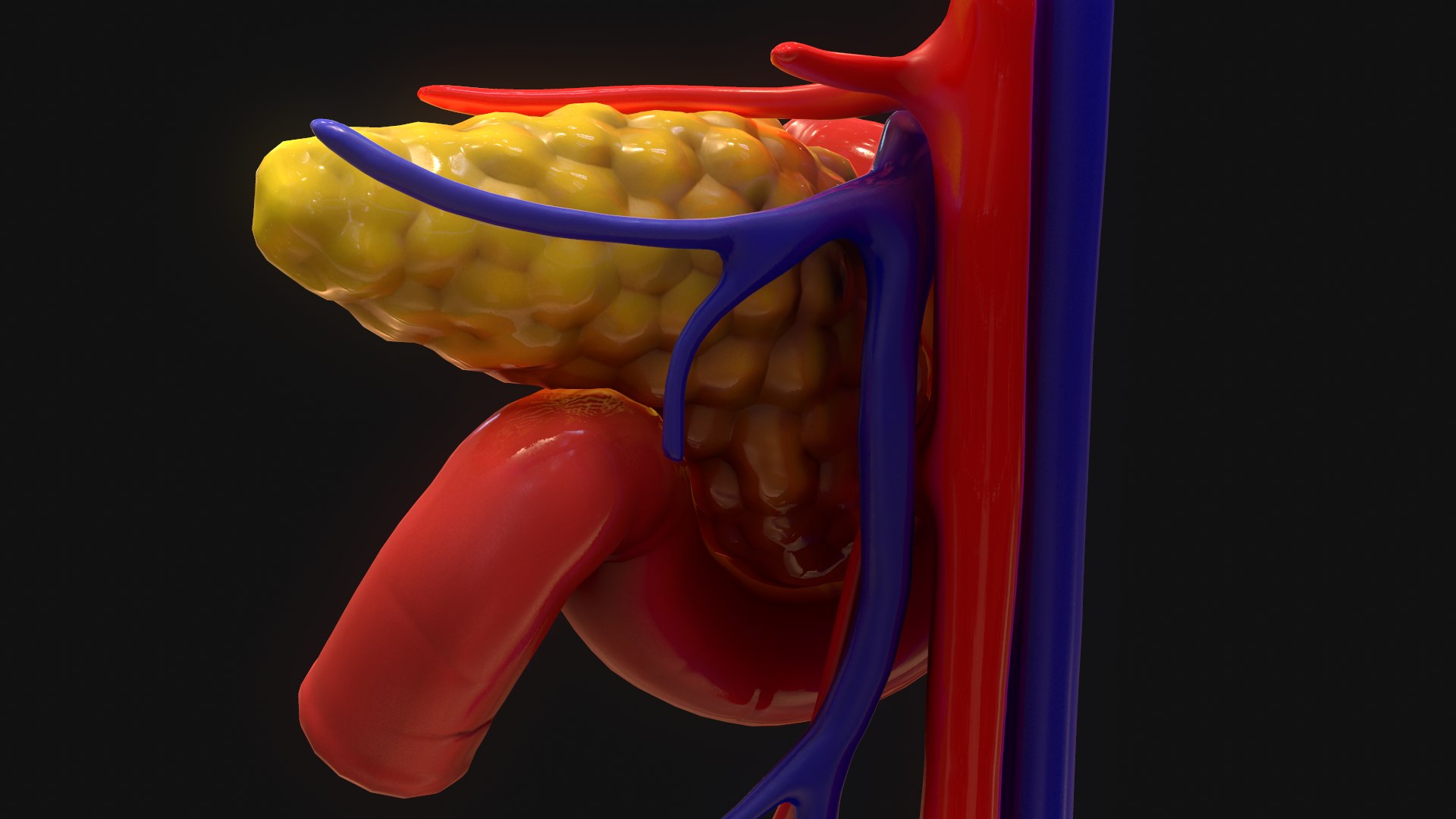 3D Modeled Pancreas Human Model - TurboSquid 1468534