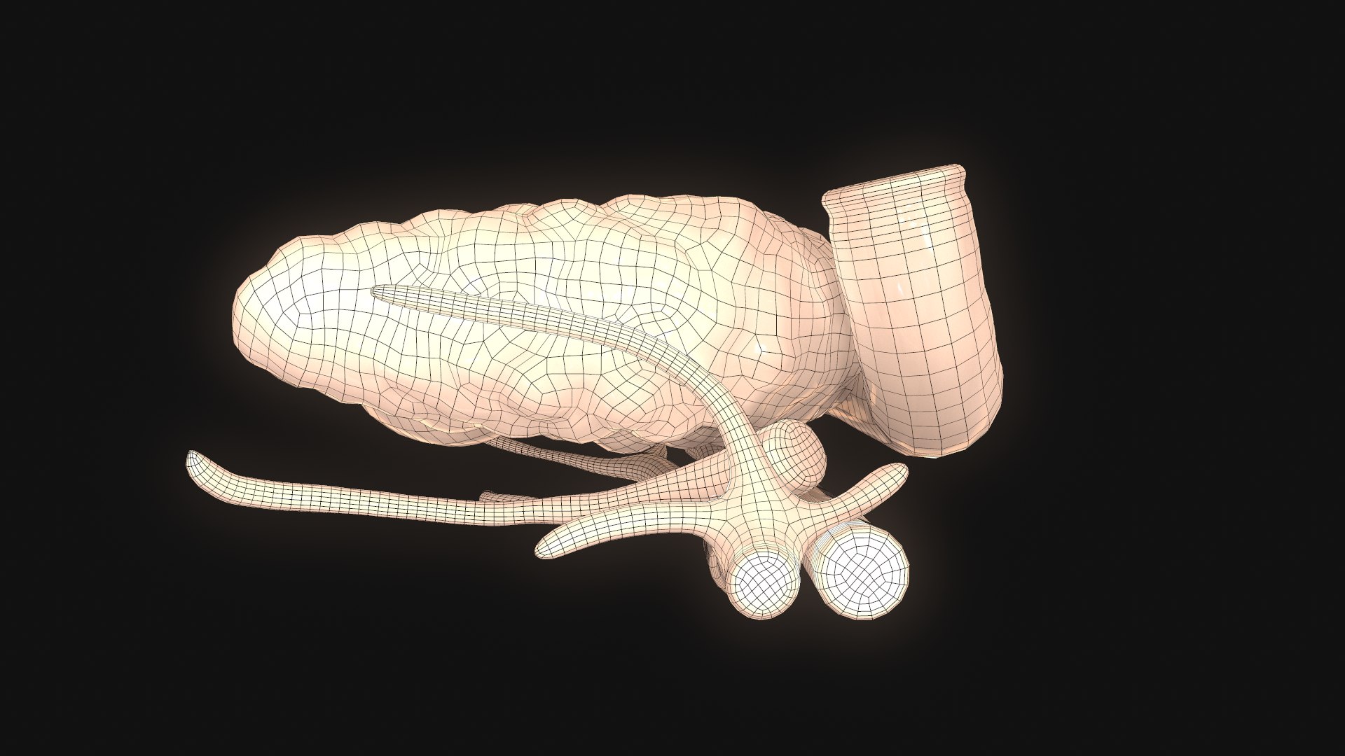 3D Modeled Pancreas Human Model - TurboSquid 1468534