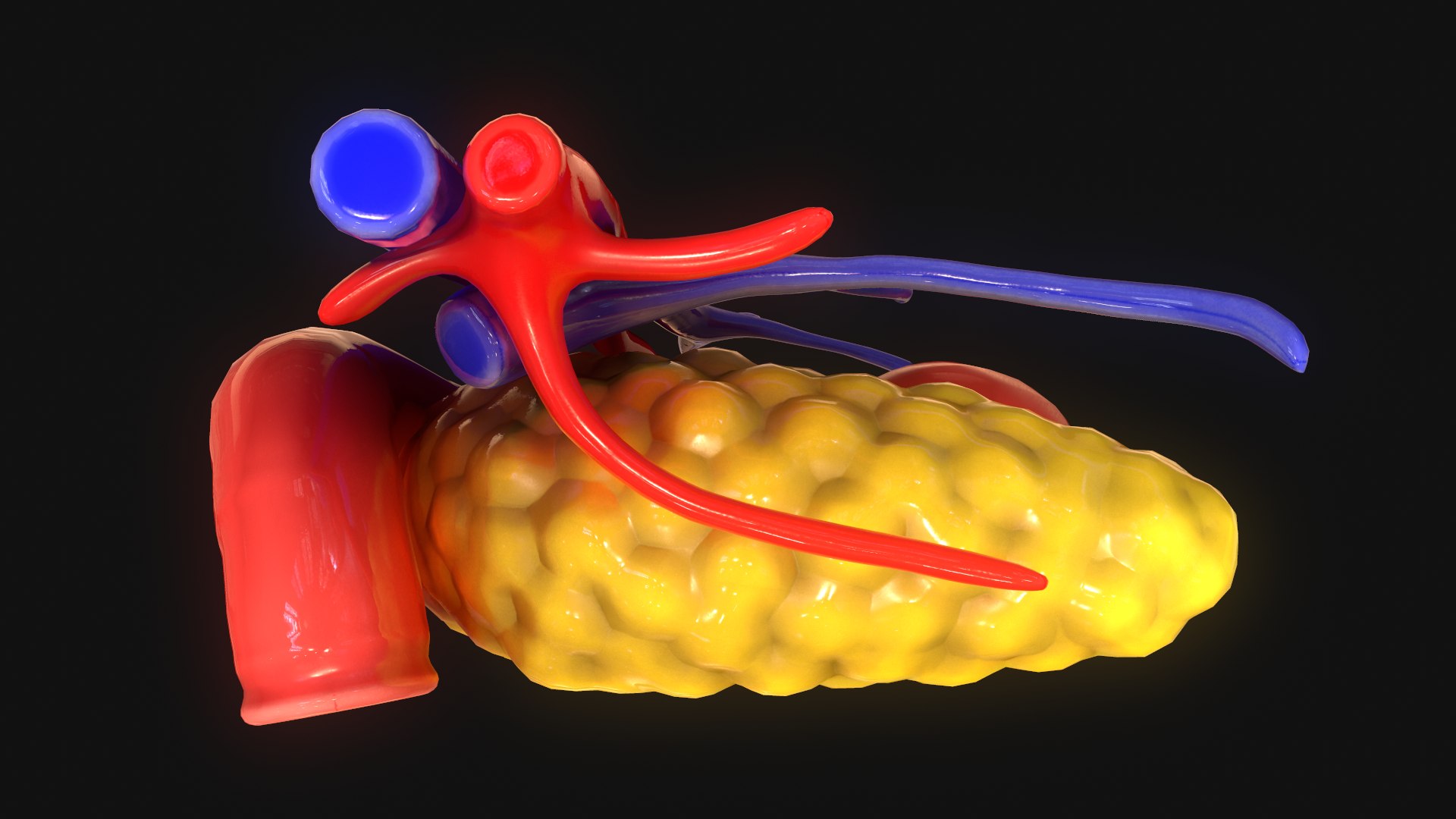 3D Modeled Pancreas Human Model - TurboSquid 1468534